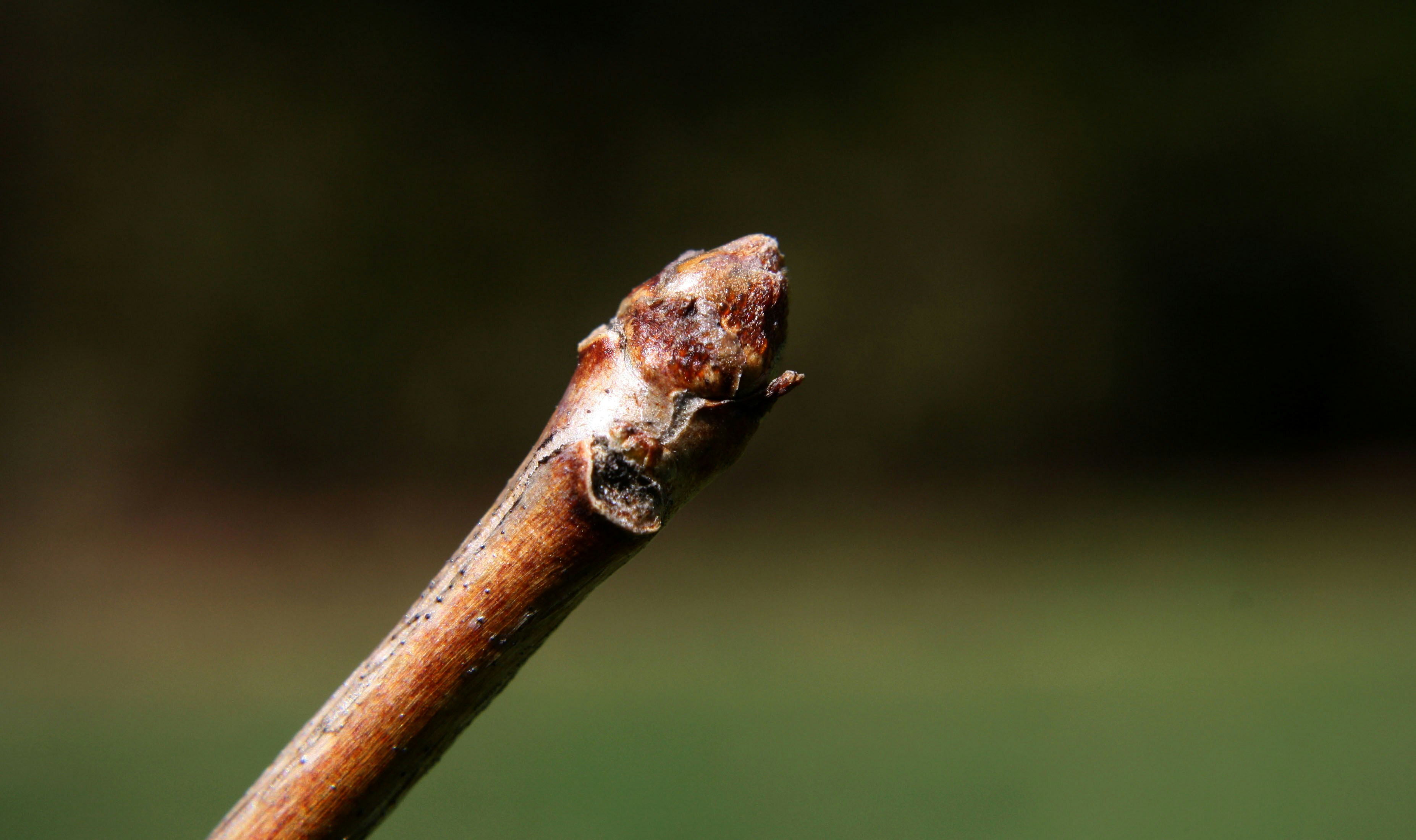 A close up of a small lizard on a stick photo – Free Bud Image on Unsplash