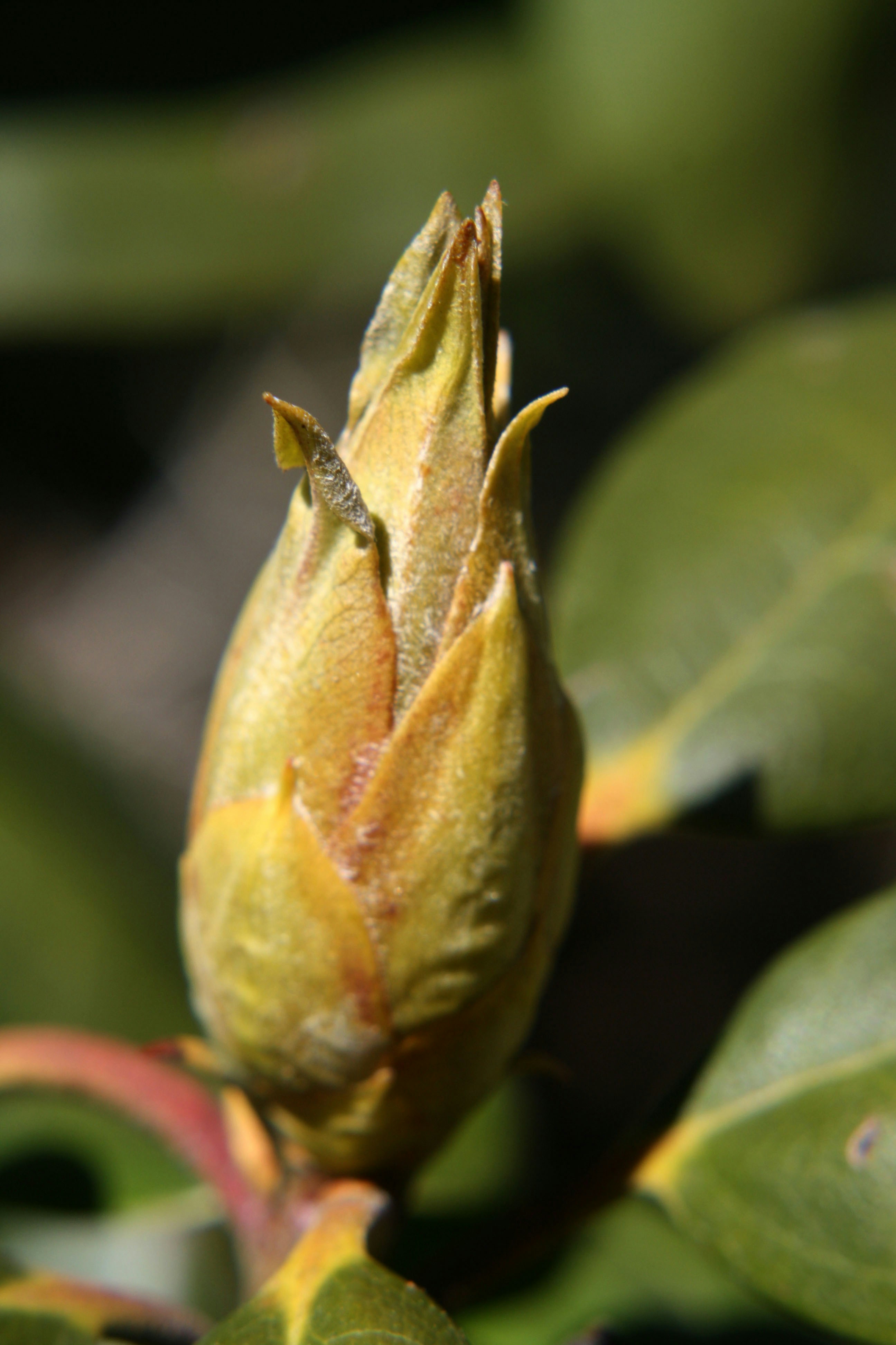 A close up of a flower bud on a plant photo – Free Bud Image on Unsplash