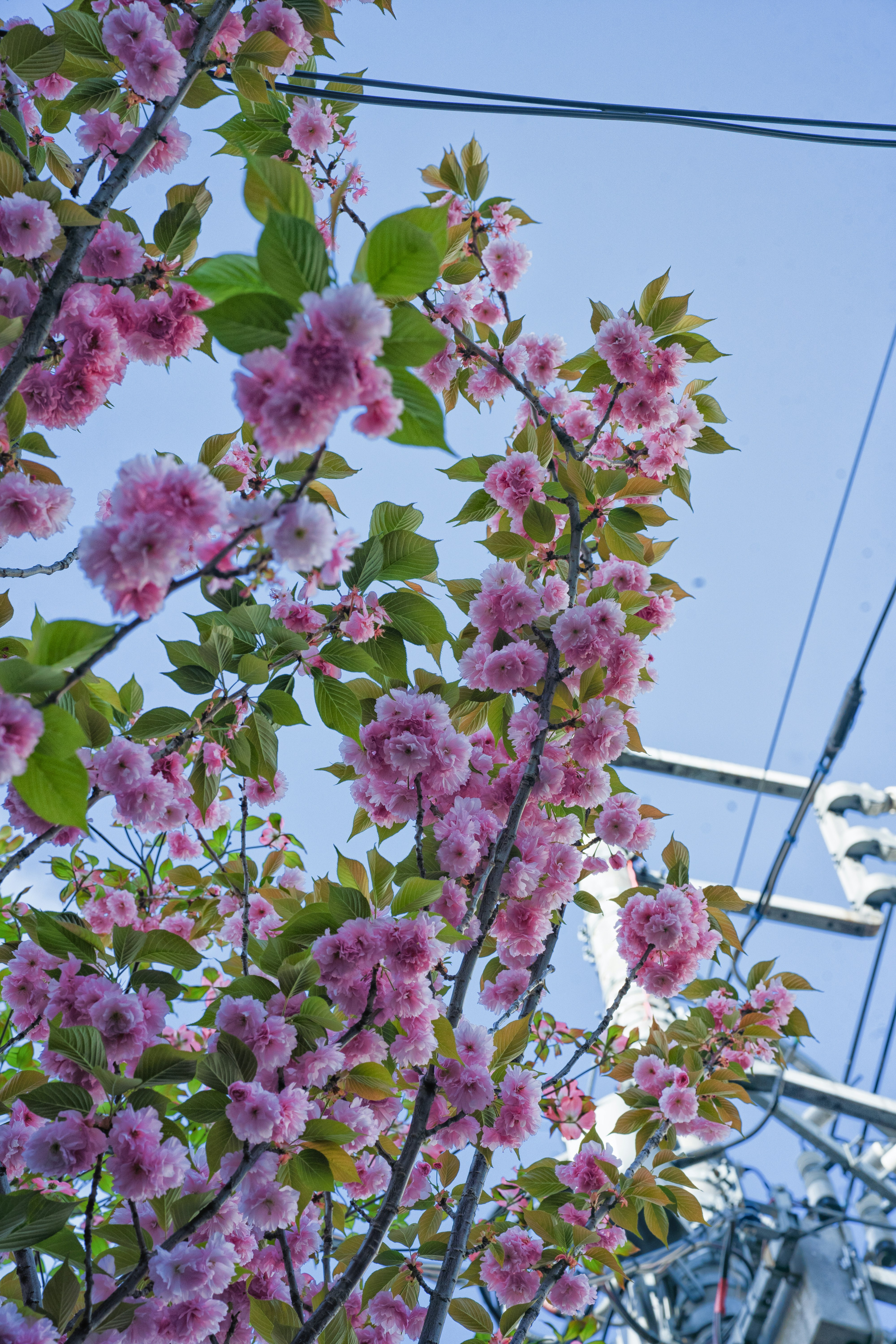pink flowers are blooming on the branches of a tree