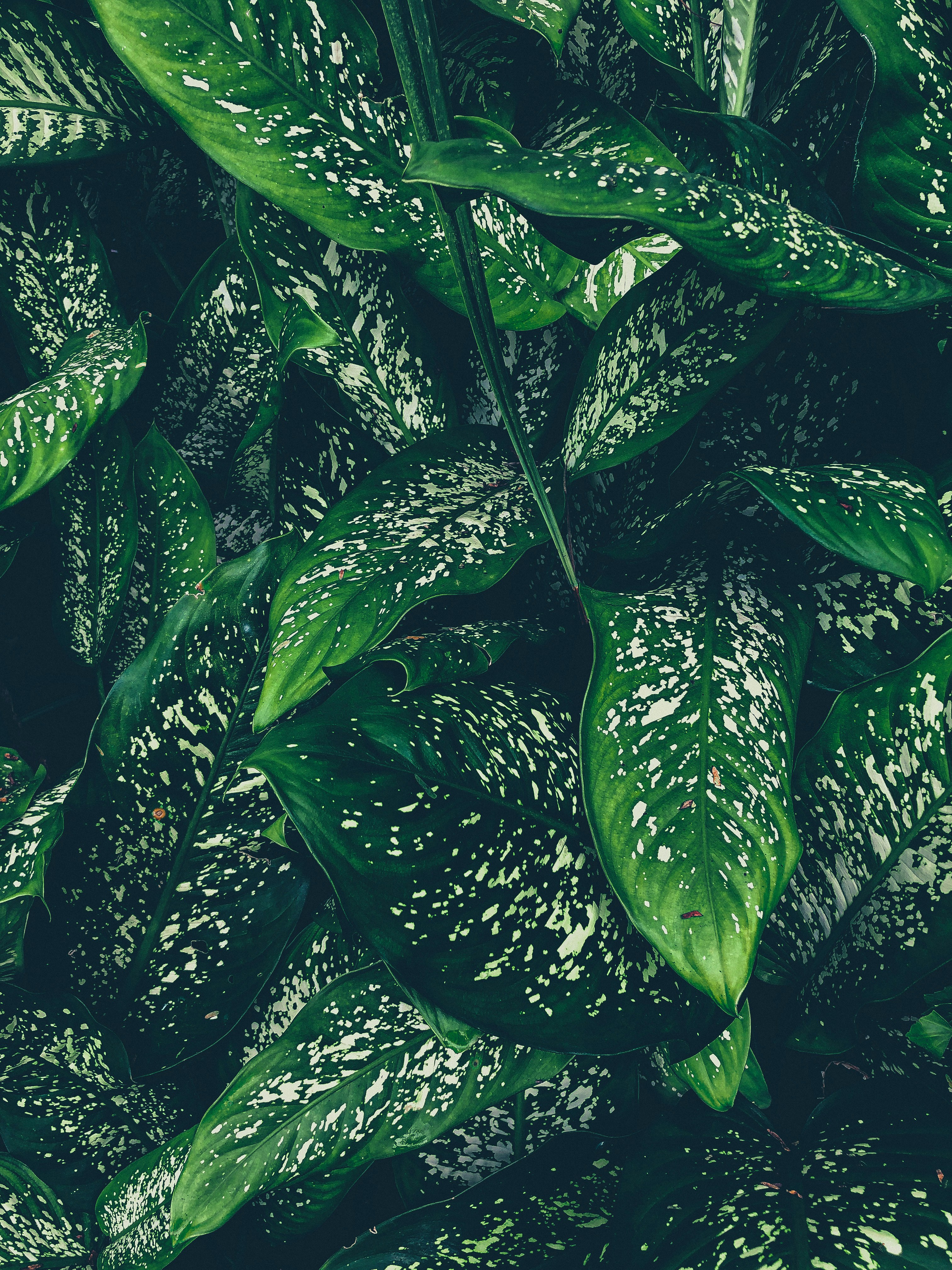 Verdant Mosaic: Nature's Intricate Patterns