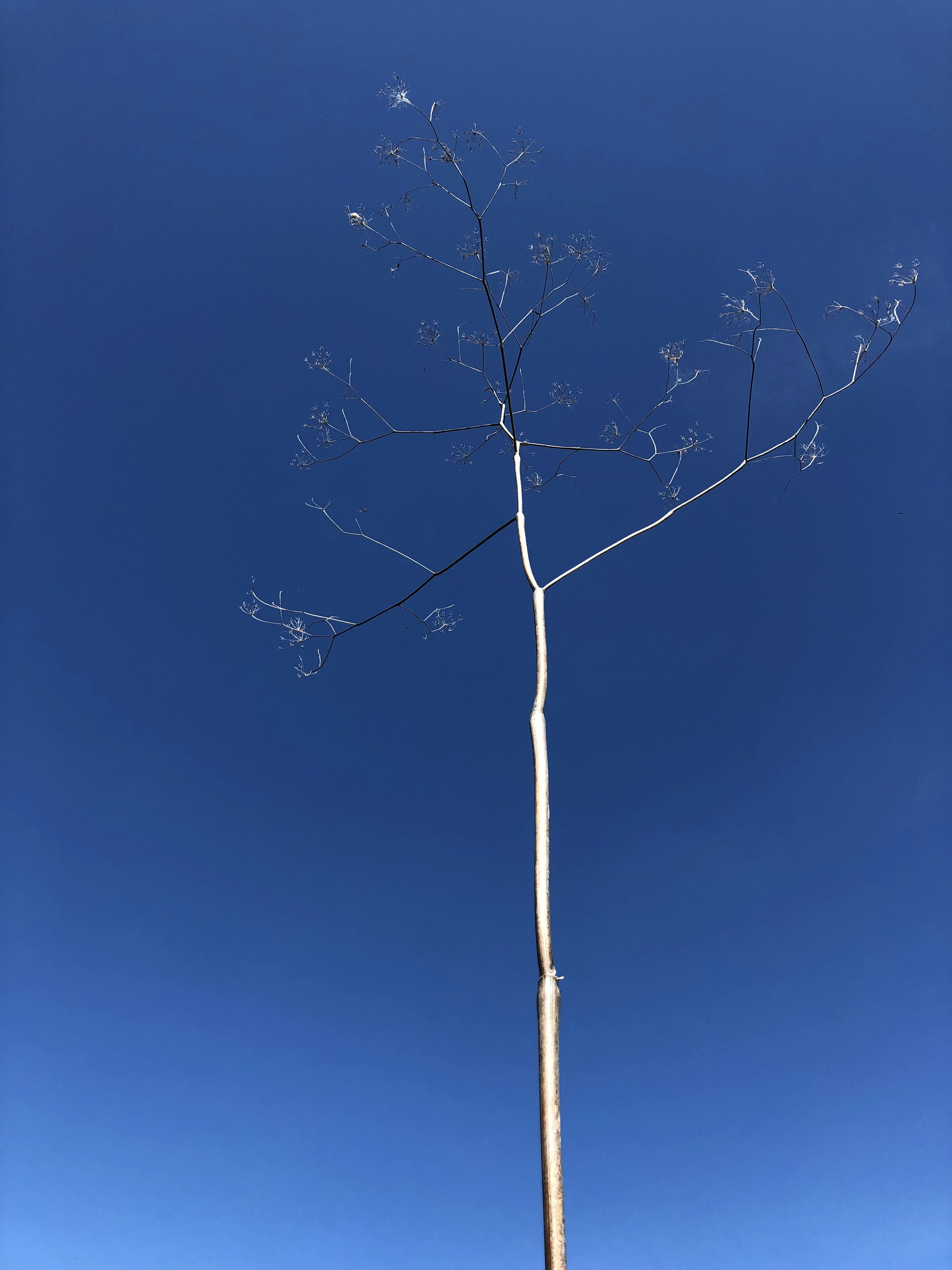 a tall white tree with lots of leaves