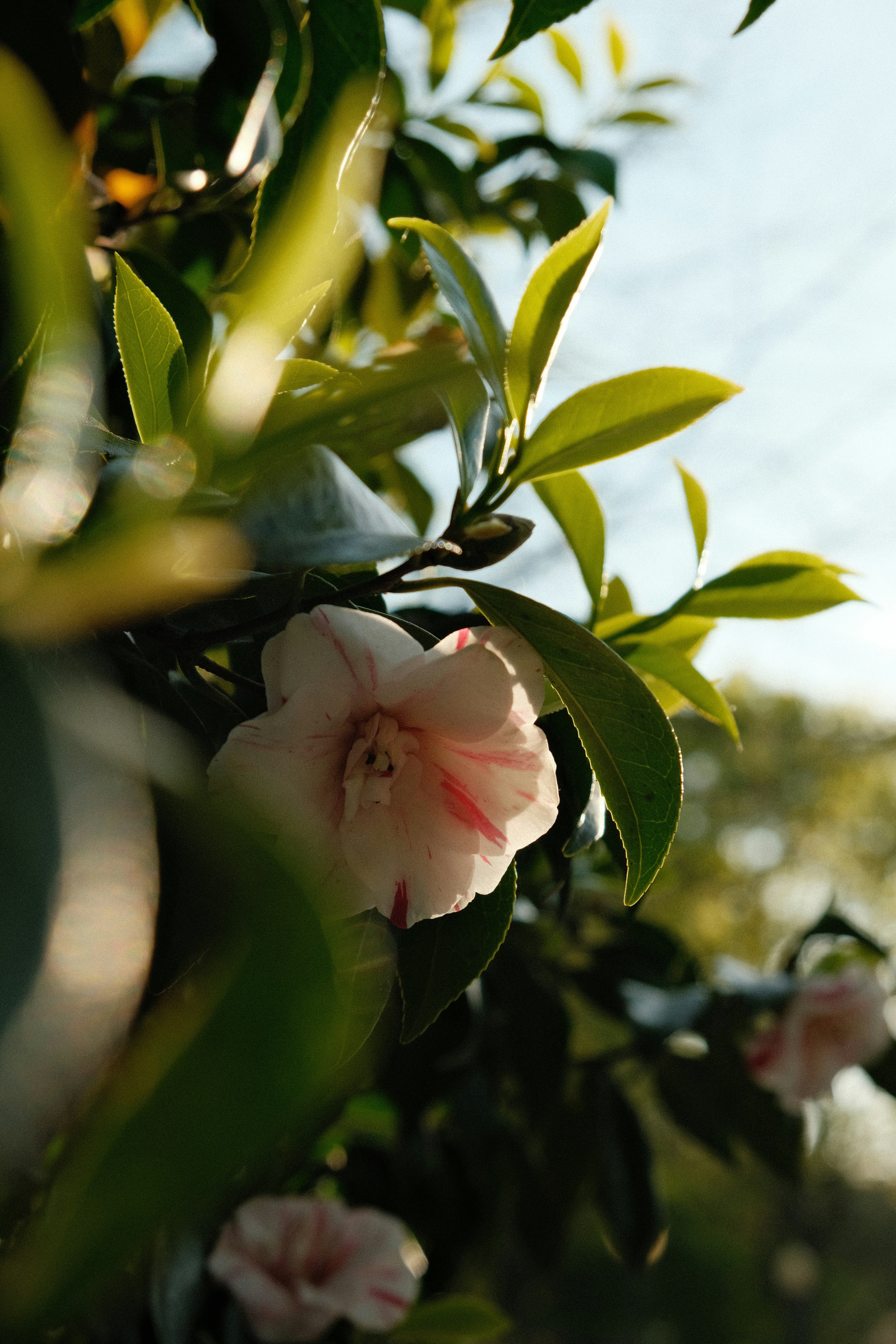 Sunlit Camellia Bloom Through a Veil of Green