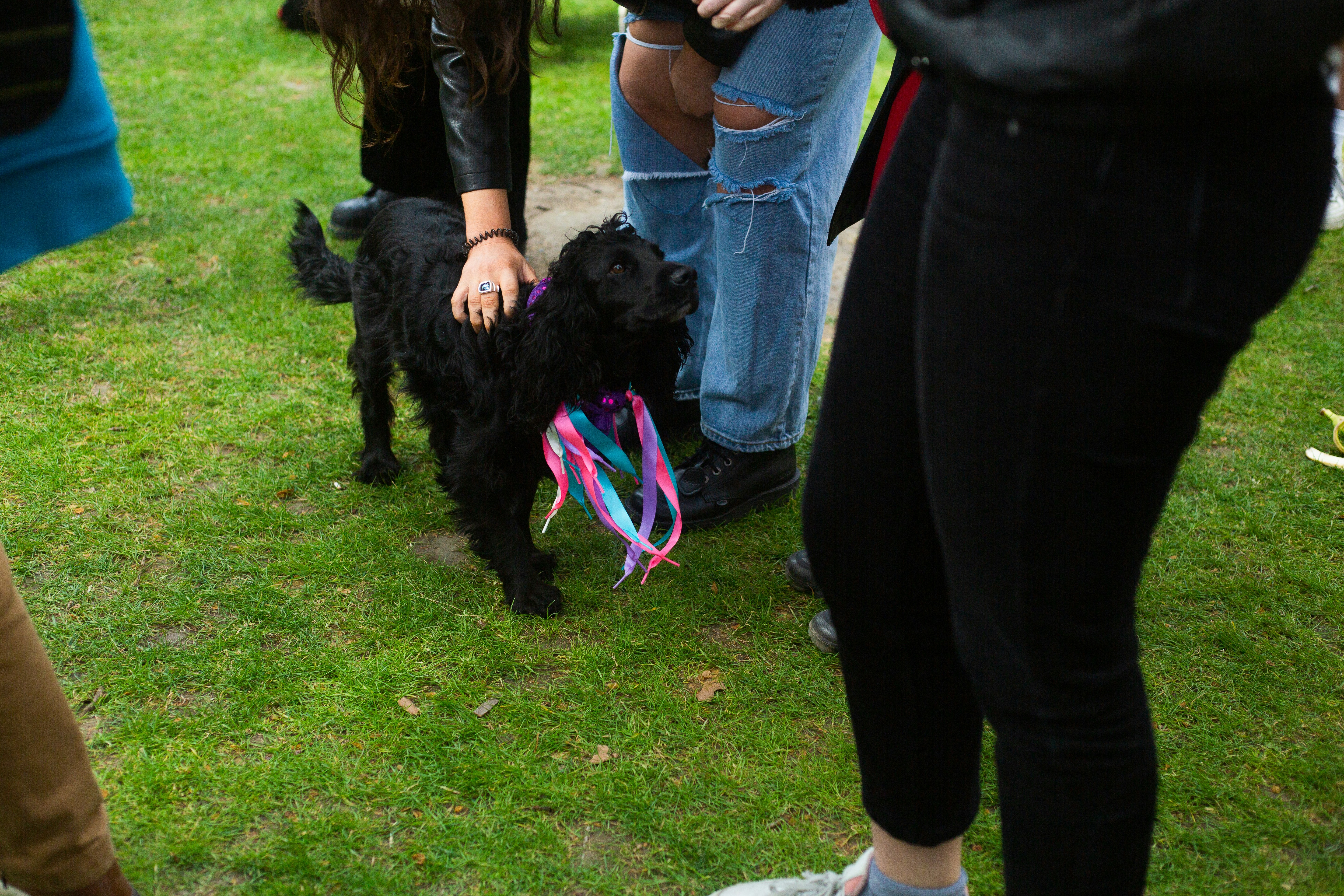 A black dog adorned with colorful ribbons interacts with a group of people in a grassy setting. The scene captures a moment of companionship and joy.