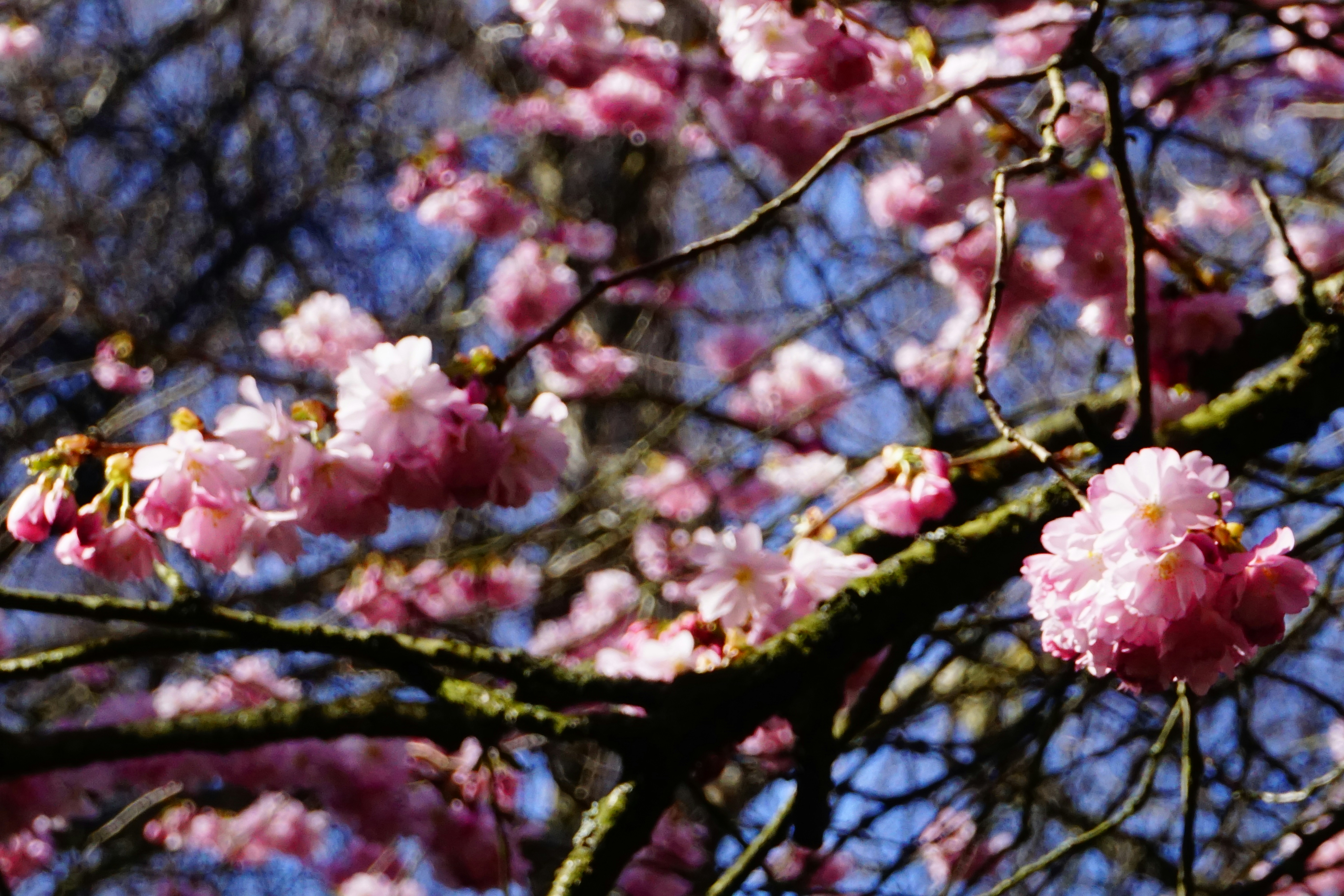 pink flowers are blooming on the branches of a tree
