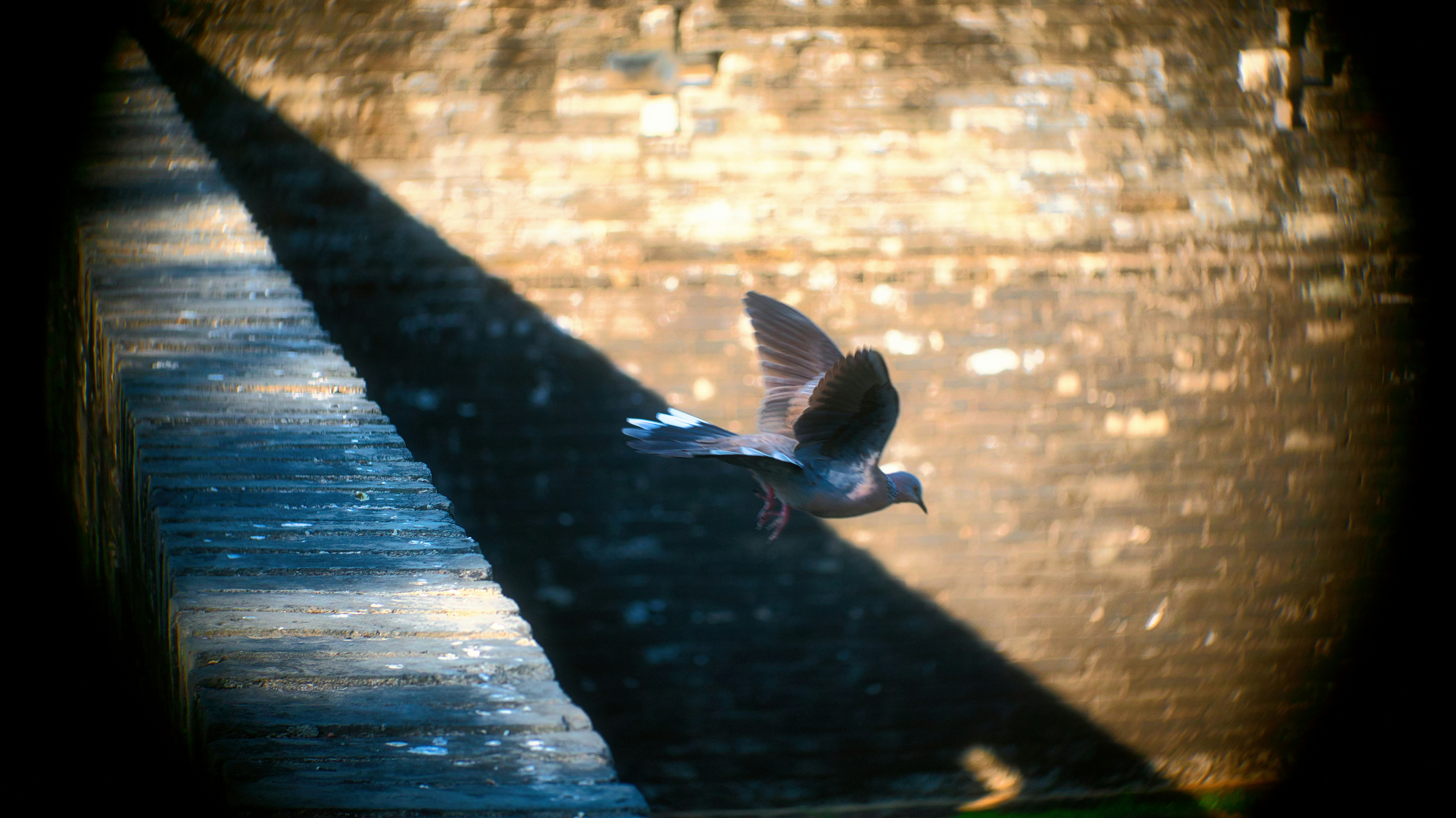Dove in the Shadow: A Pier-side Moment of Flight