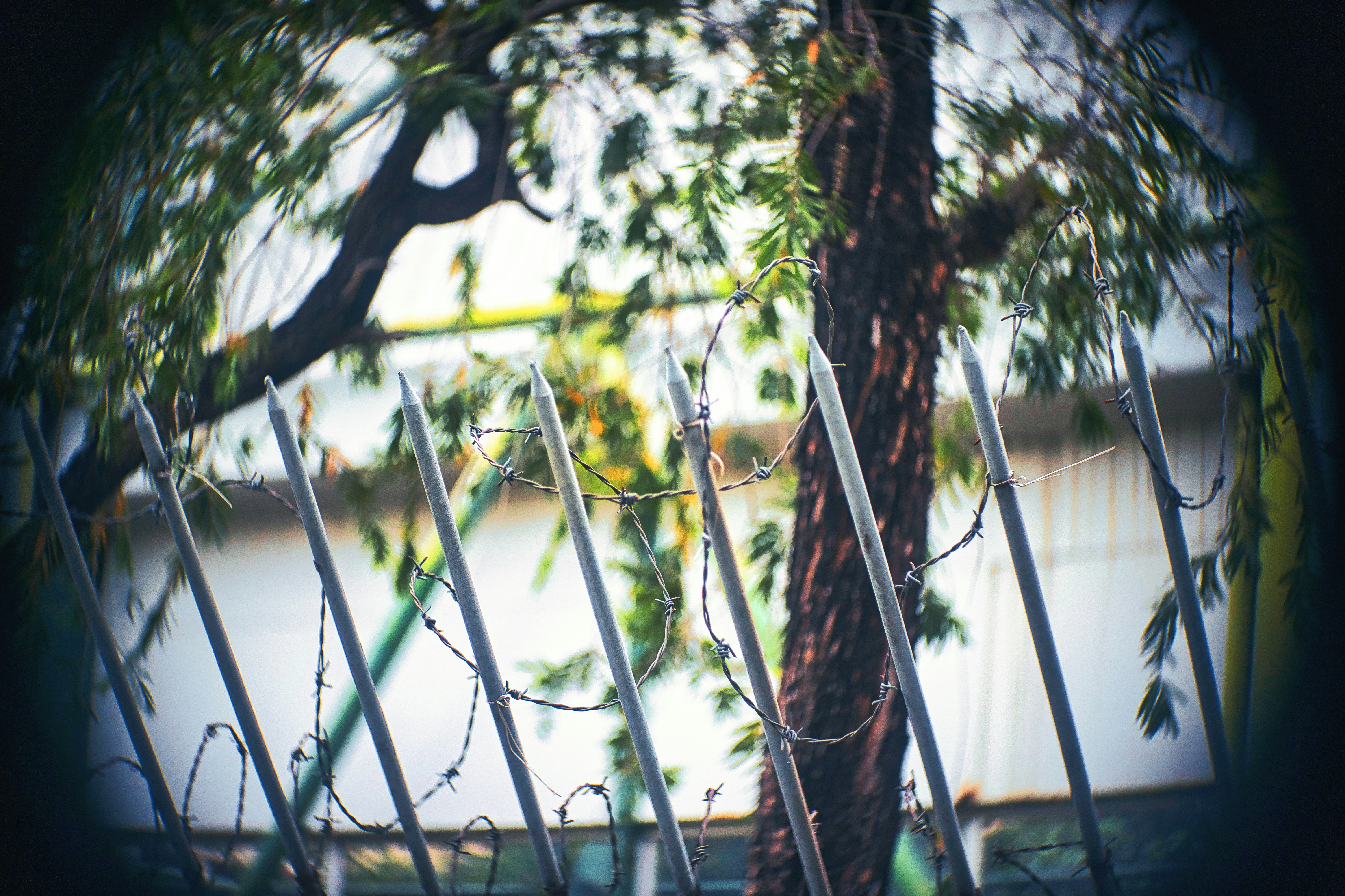 a picture of a tree and a fence