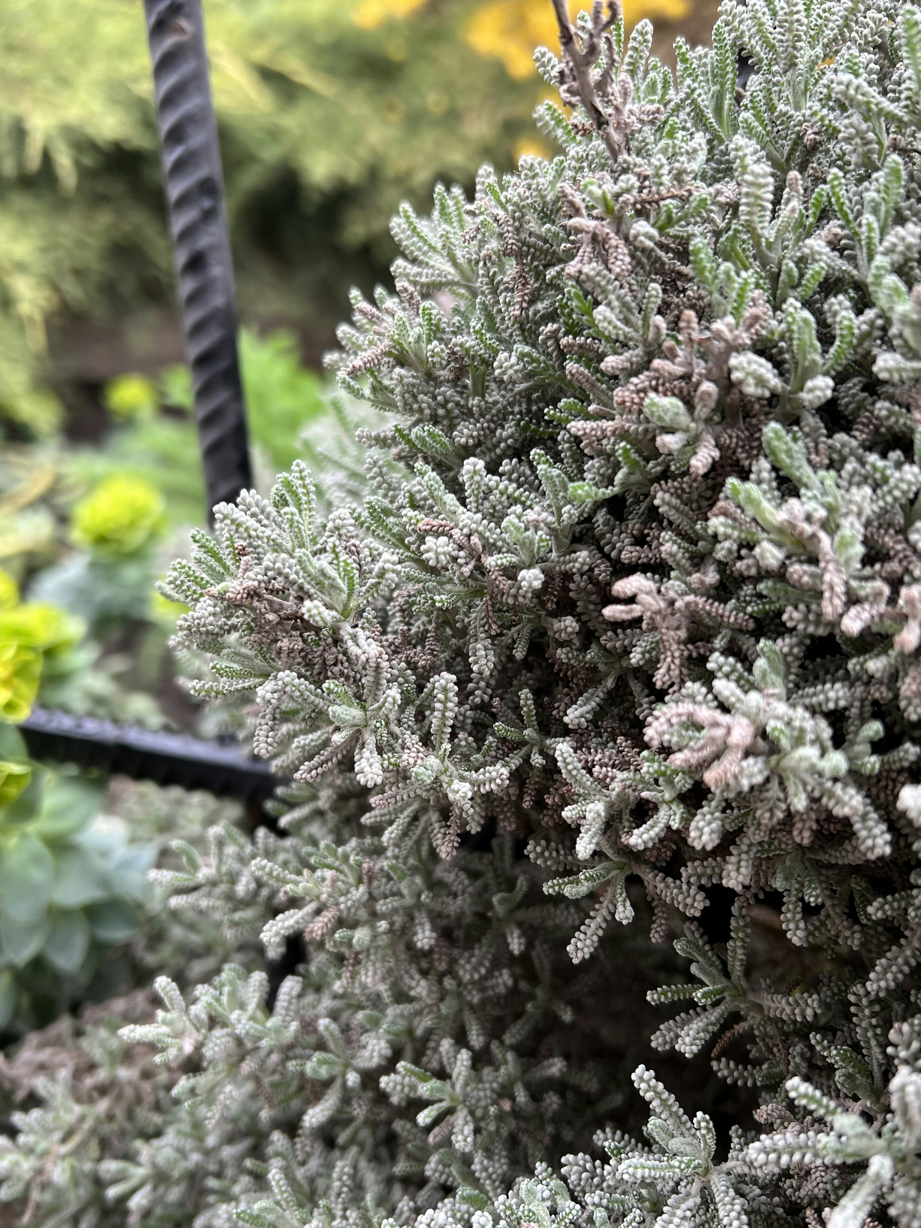 Frosted Succulent Details Clinging to a Garden Trellis