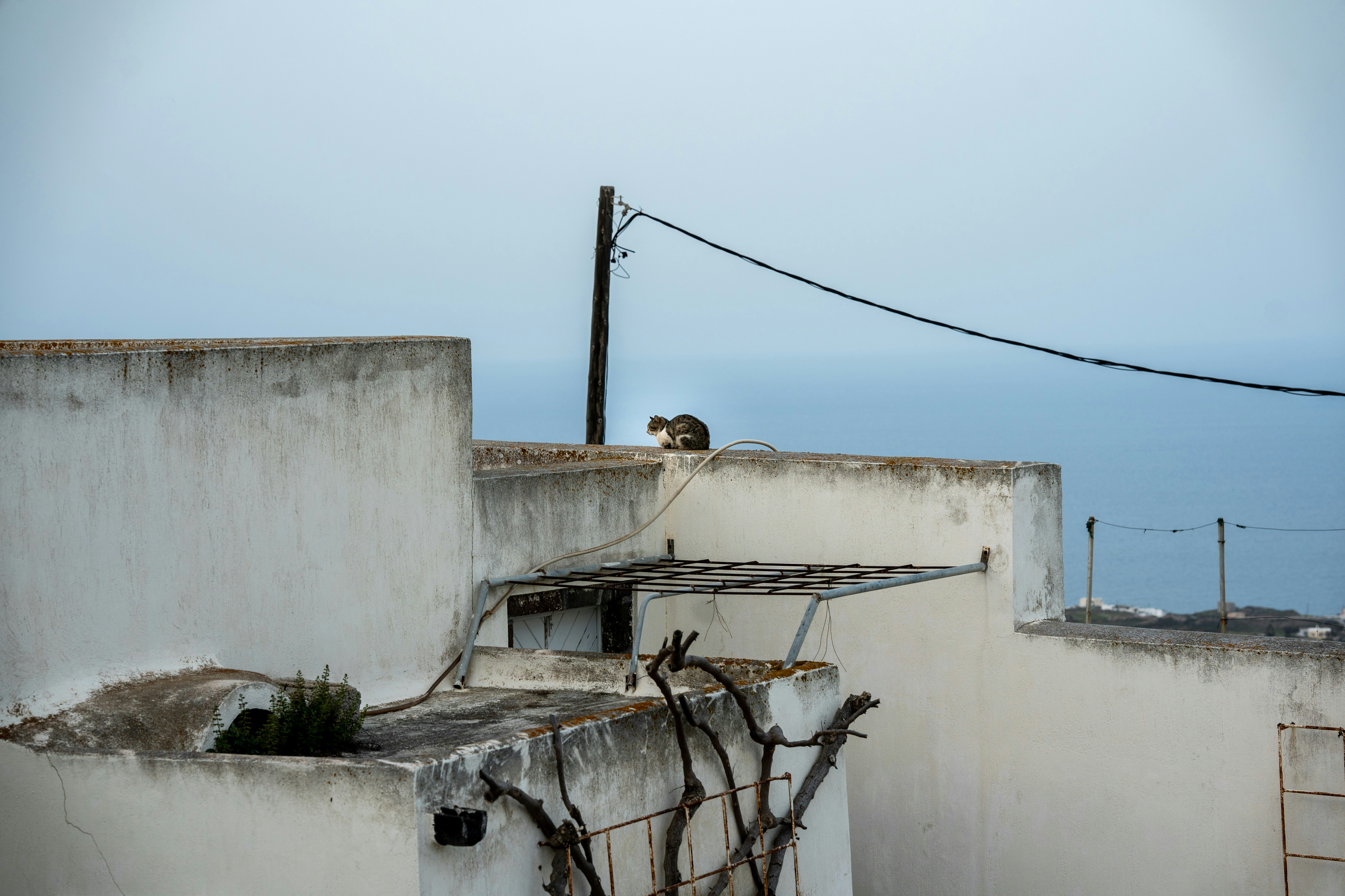 Rooftop Sentinel: a solitary creature watches the sea from a weathered white terrace.