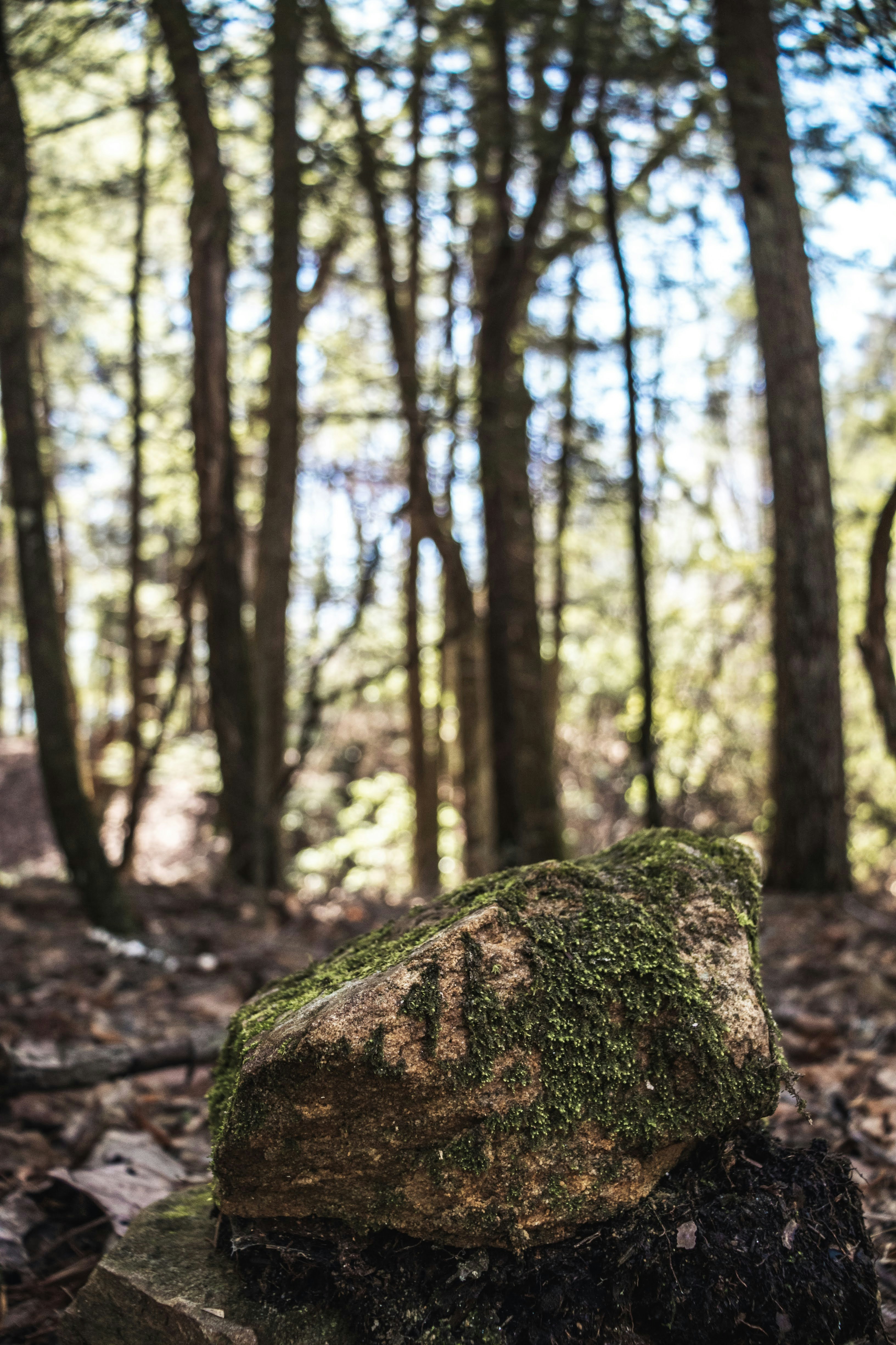 Un rocher couvert de mousse au milieu d’une forêt photo – Photo Forêt ...