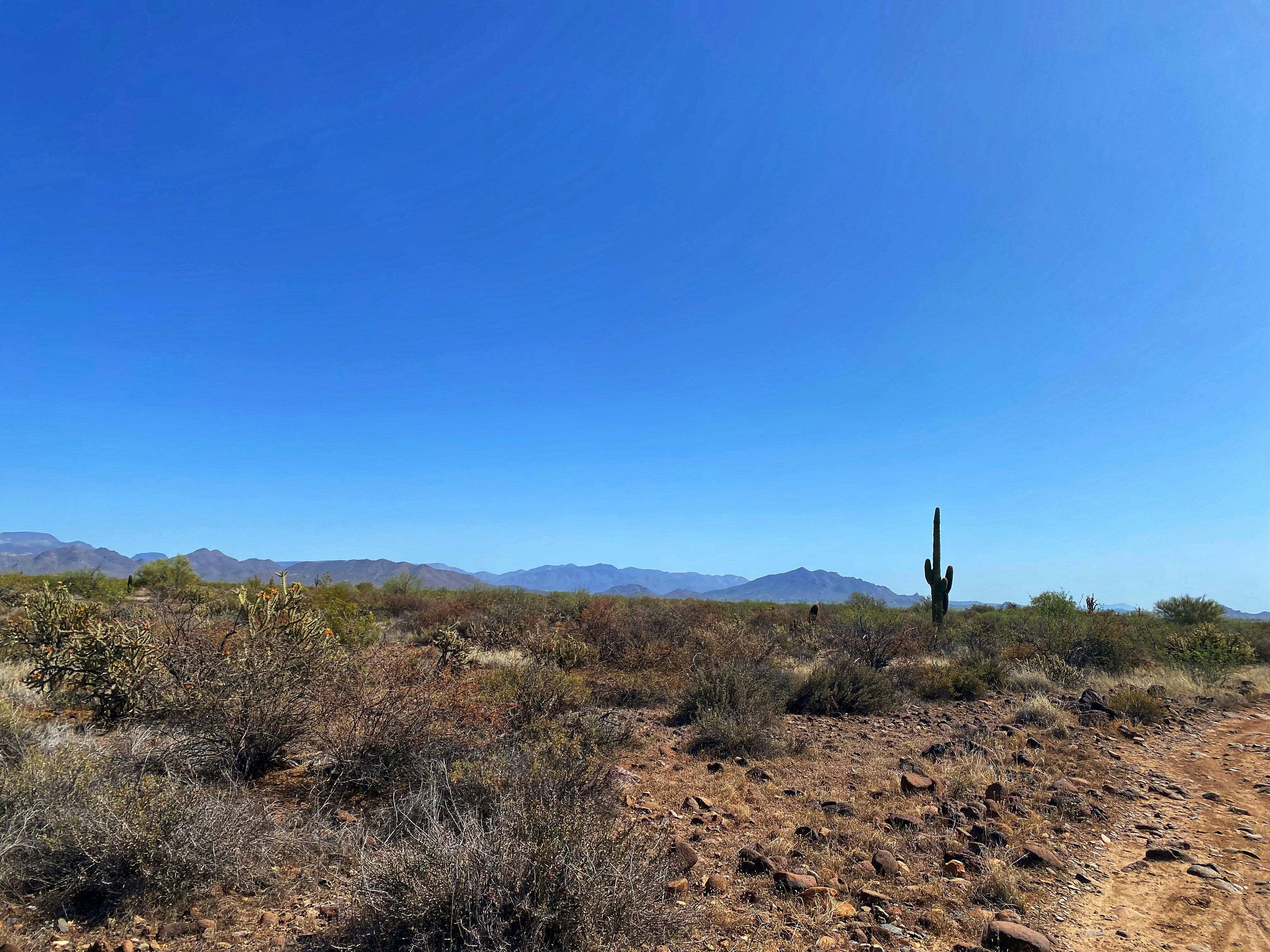 Eine unbefestigte Straße mit einem Kaktus und Bergen im Hintergrund ...