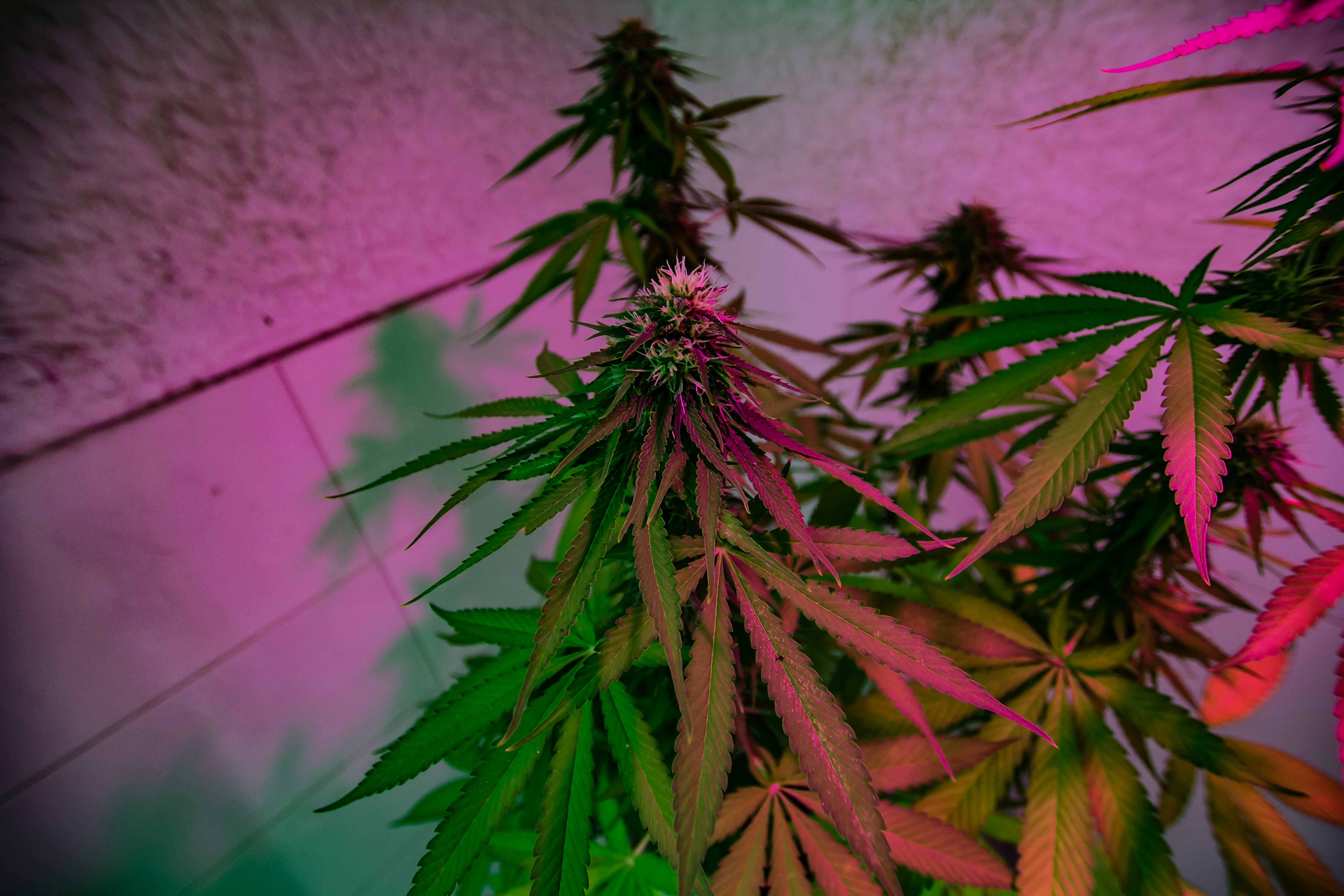 Neon Garden: Cannabis Buds Under Multicolor Glo