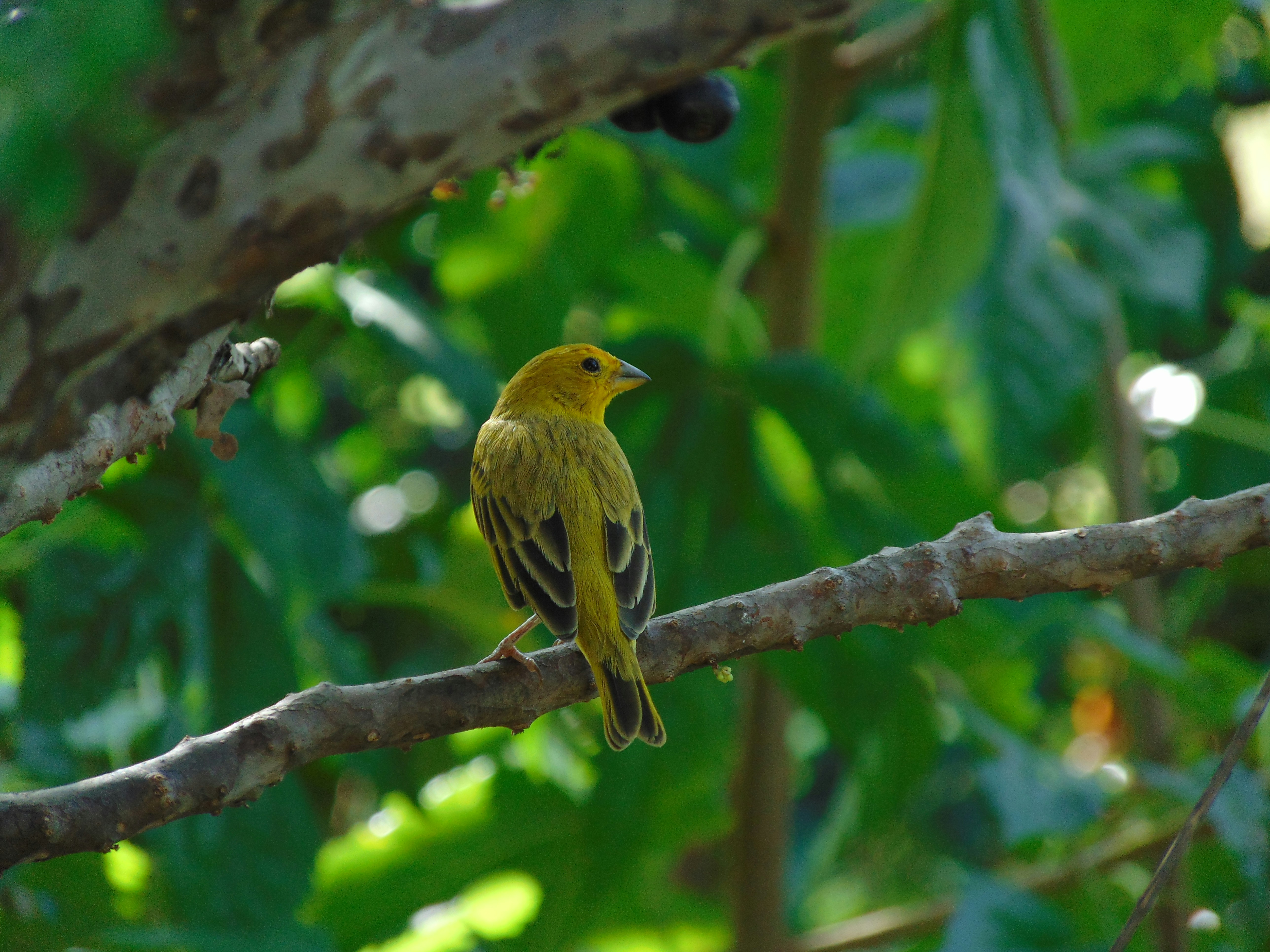 Yellow bird perched on a branch surrounded by vibrant foliage.