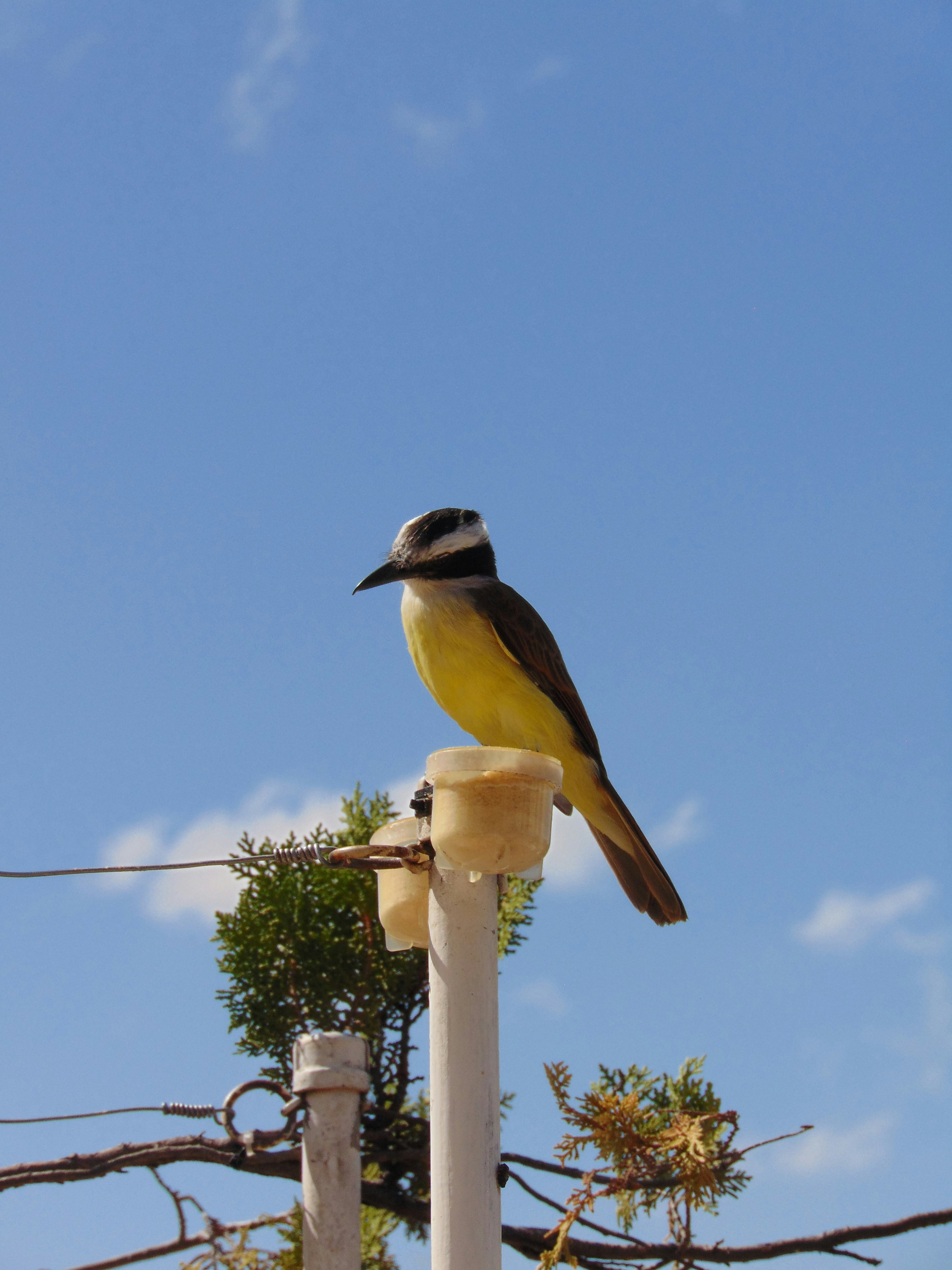 Yellow-bellied kingfisher perched on a weathered white post with greenery beneath, against a clear blue sky.