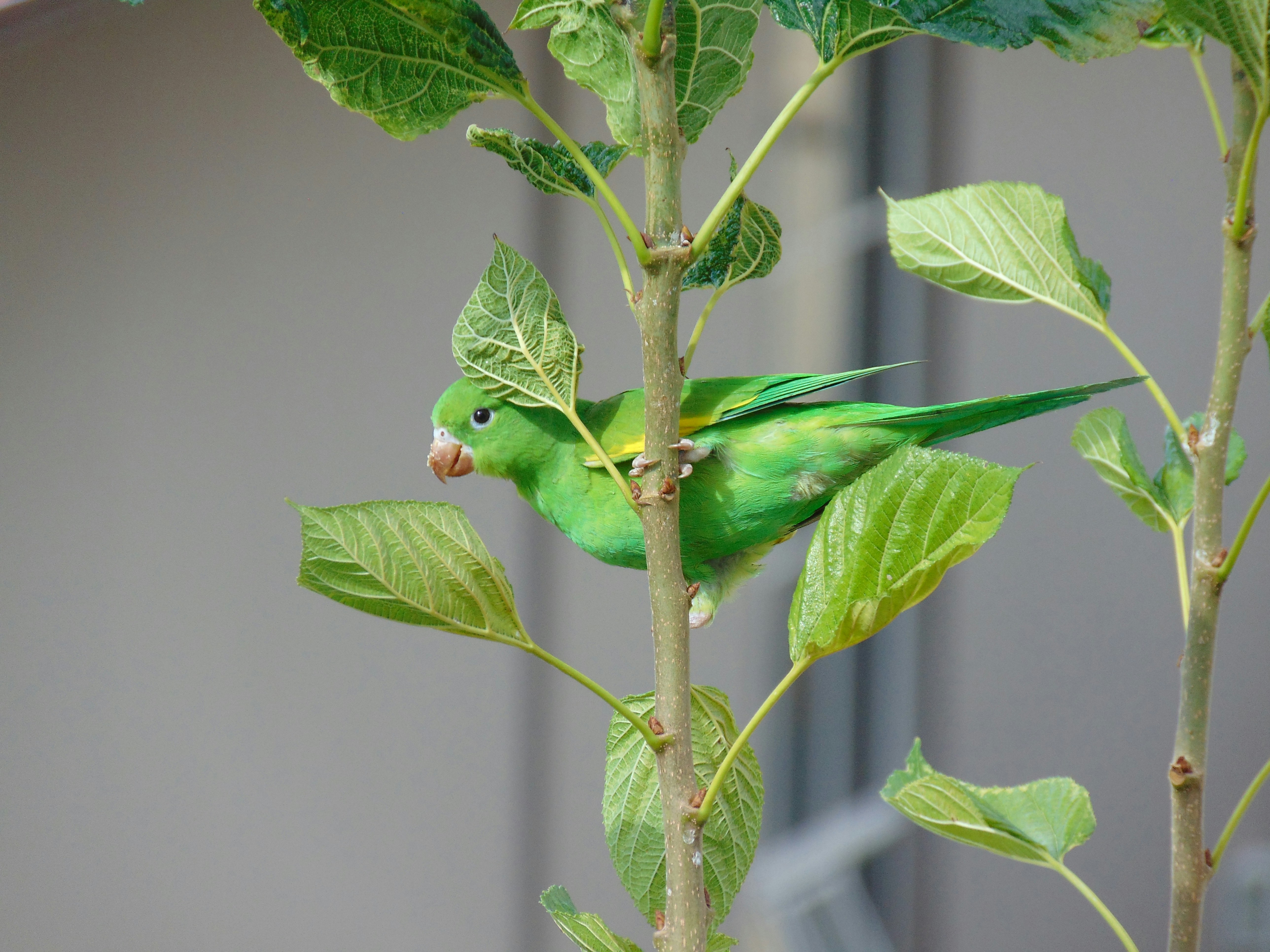 Vibrant green parakeet perched among lush leaves, blending seamlessly with its surroundings.