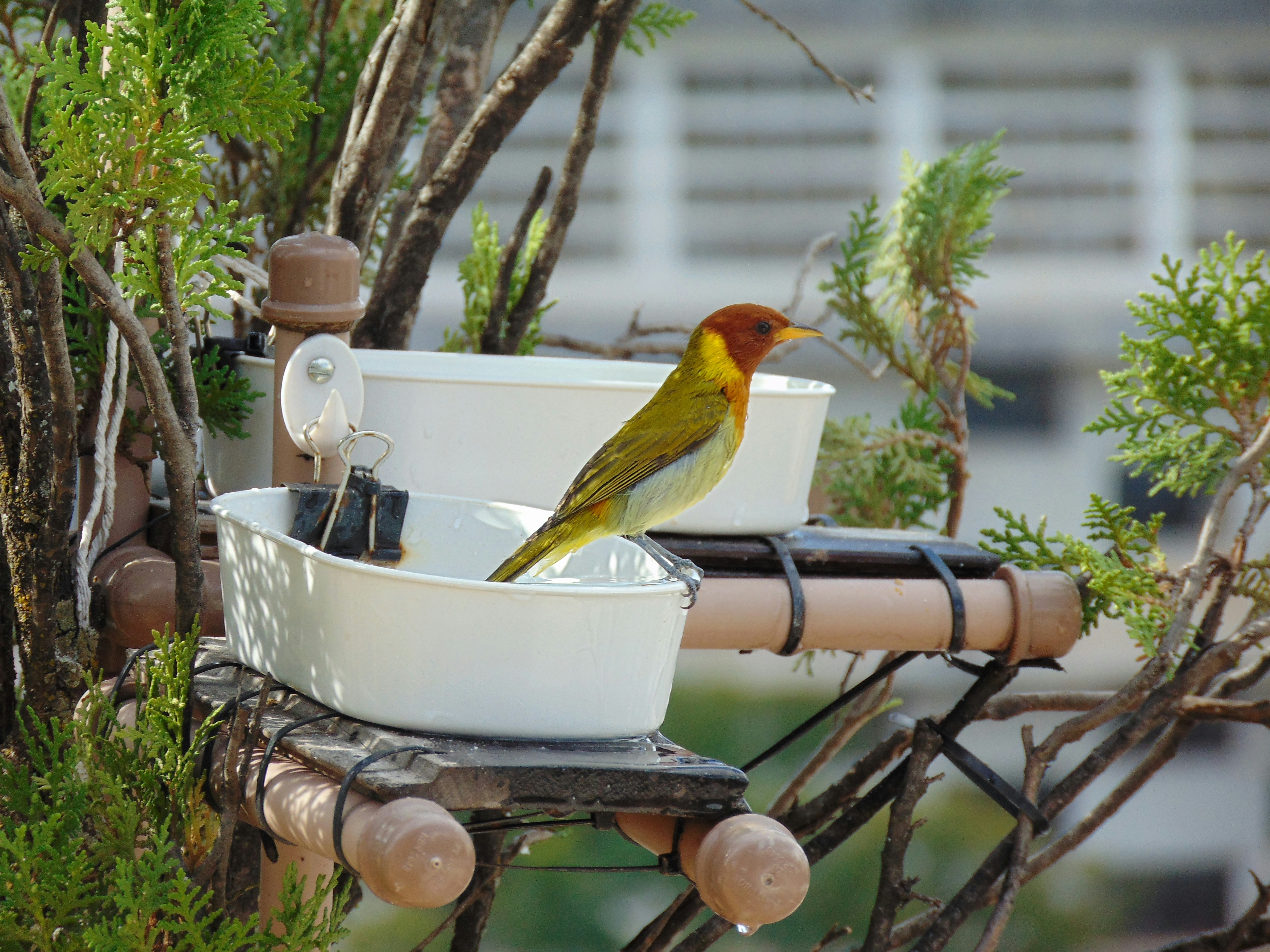 A colorful bird perched on a white dish, surrounded by lush greenery in an urban setting.