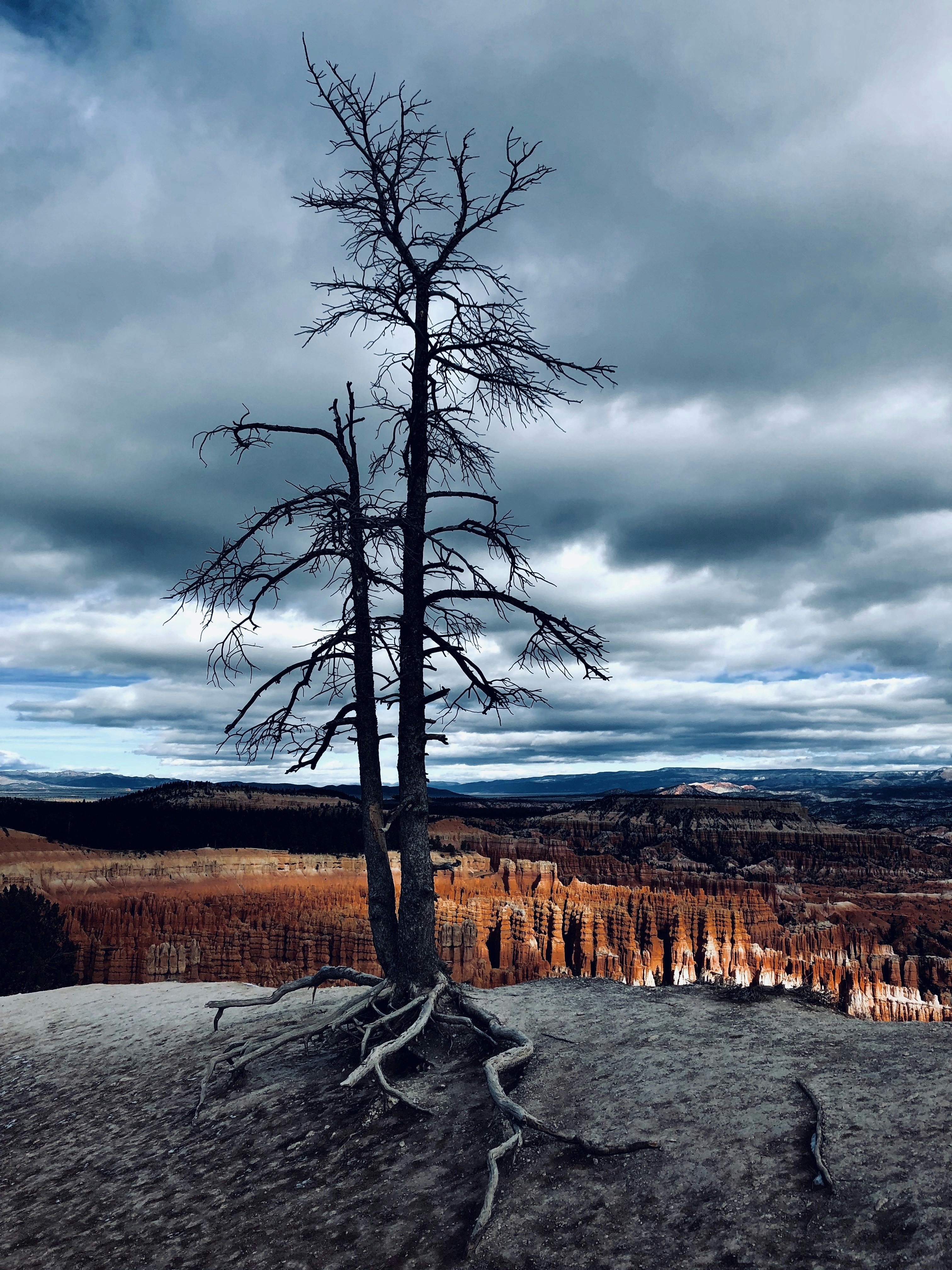 Un arbre solitaire au sommet d’une colline photo – Photo L’automne à ...