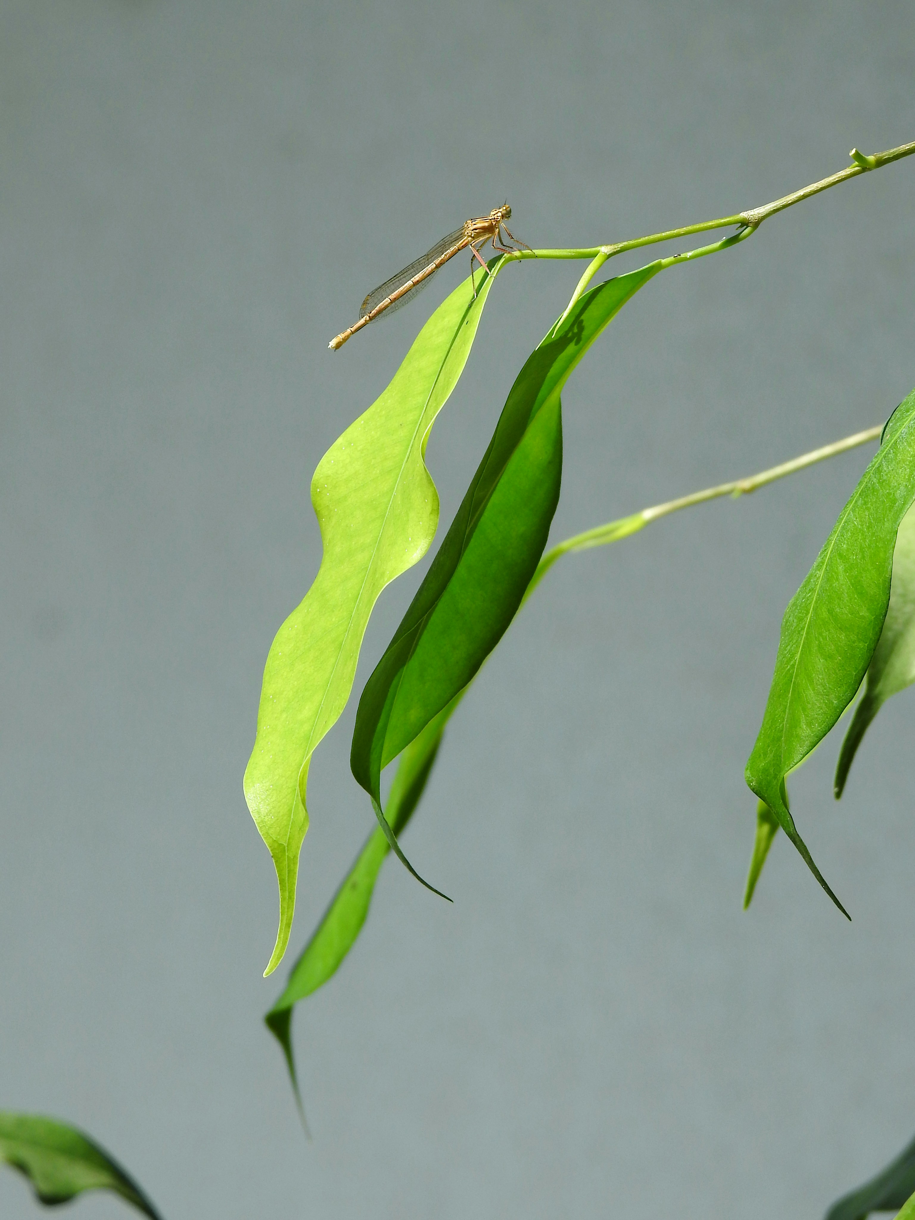 Dragonfly Perch on a Slim Twig: Green Leaves Against a Neutral Backdrop