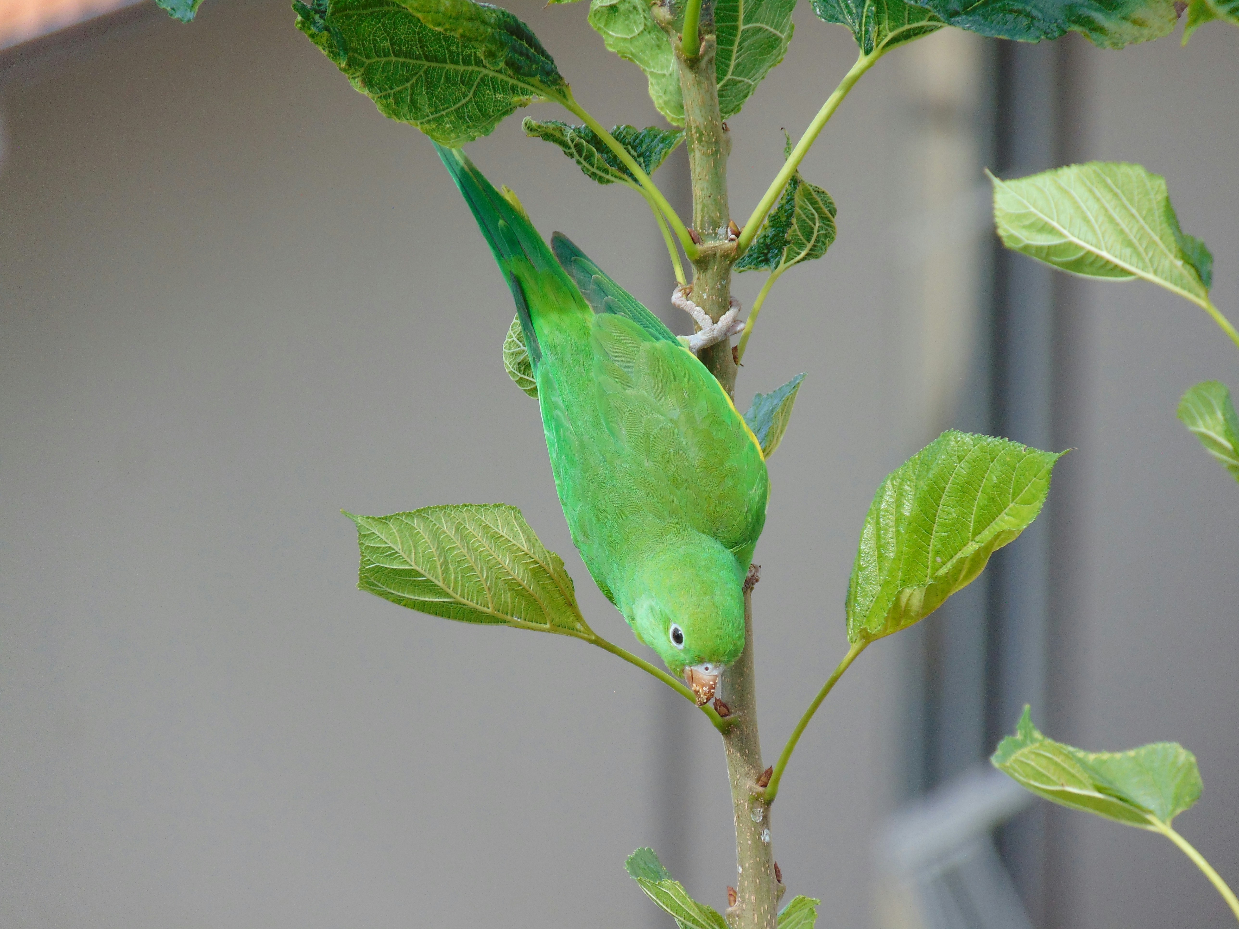 A vivid green parakeet clings to a slender branch among fresh leaves. The soft background isolates the bird as the focal point.