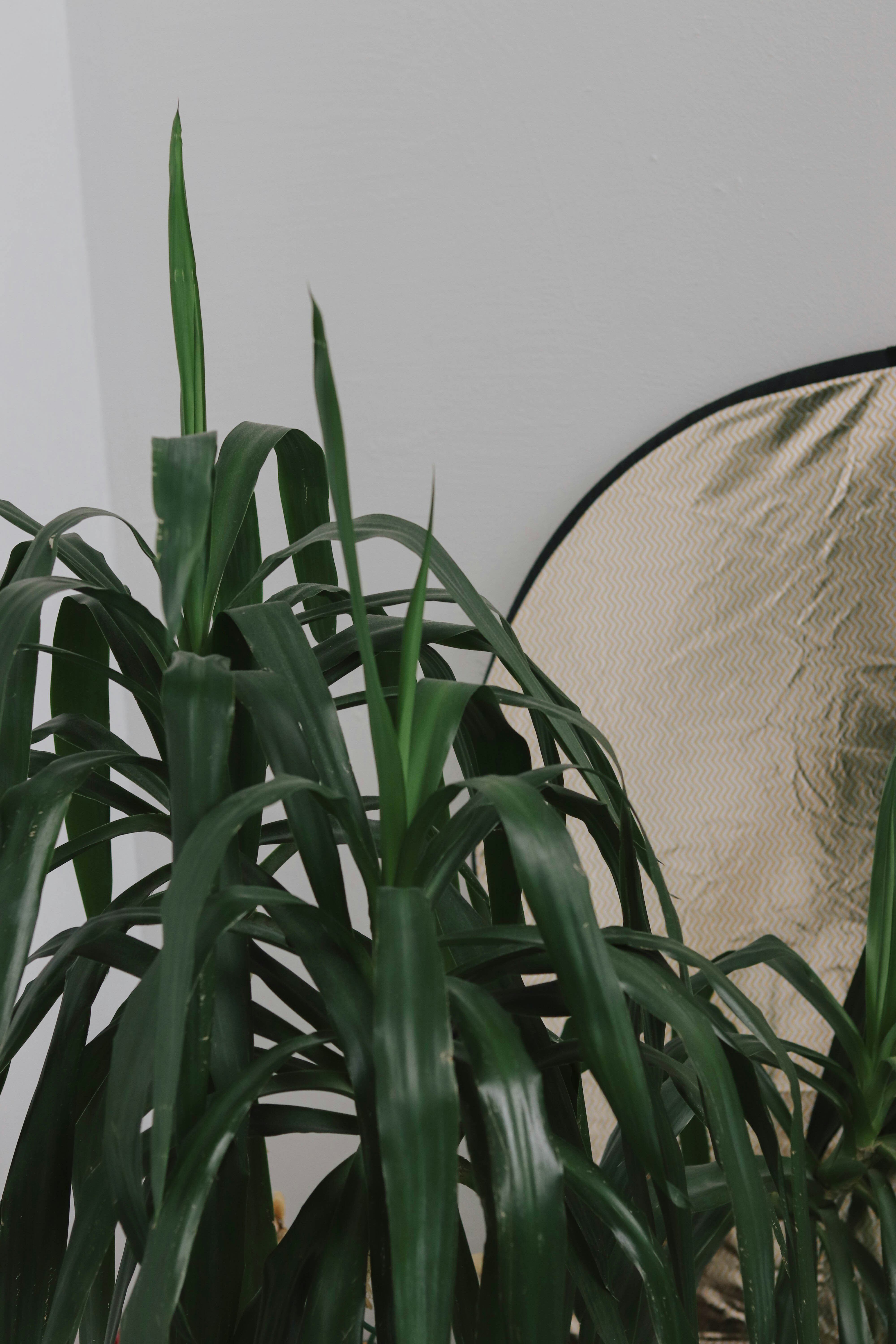 Dracaena Leaves Framing a Soft Studio Reflector in a Quiet Corner