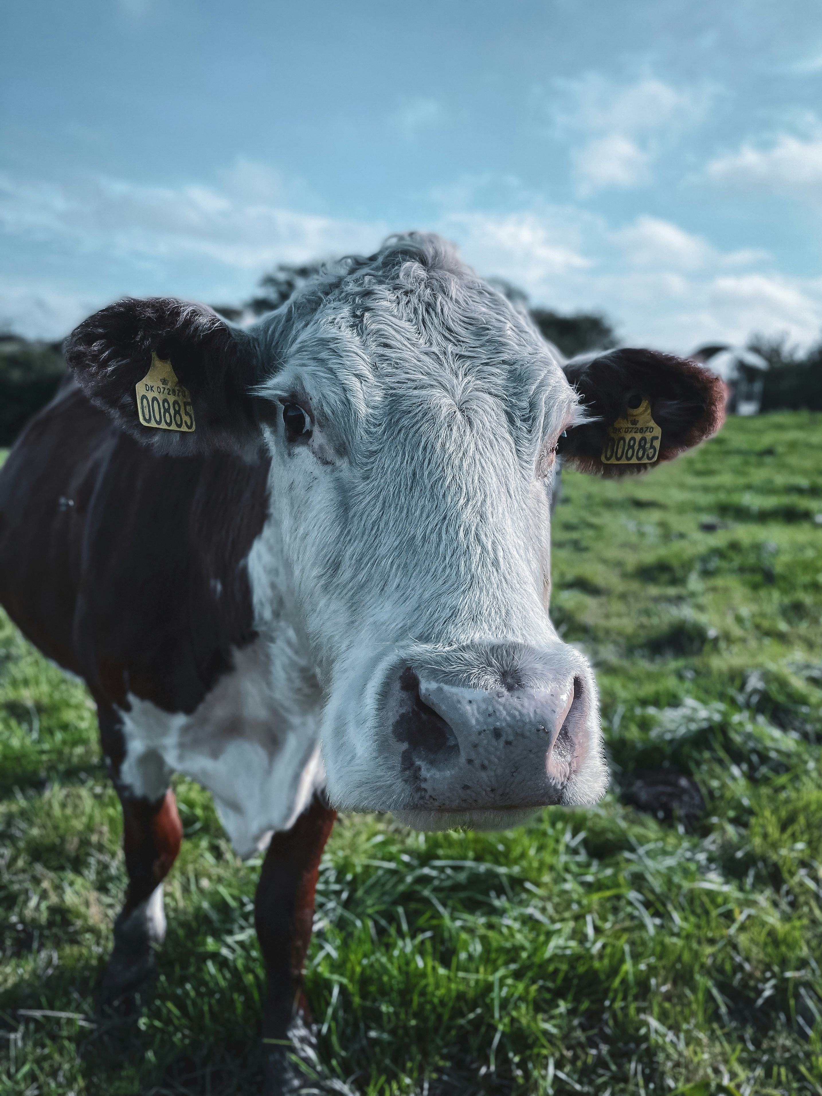 Curious Cow's Gaze: A Close Front-Center in the Pasture