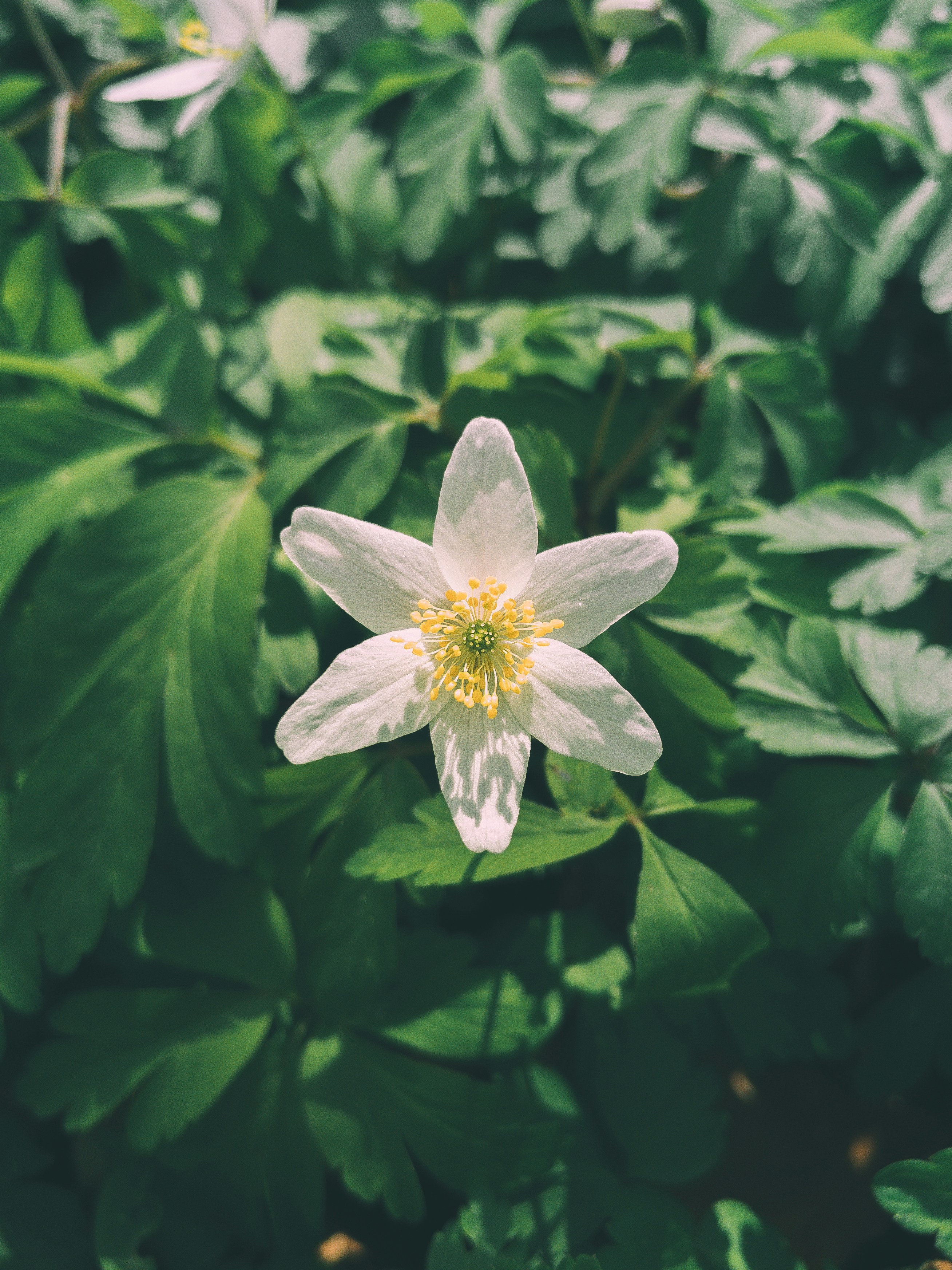 Verdant Spotlight: A White Anemone Anchors a Sea of Green