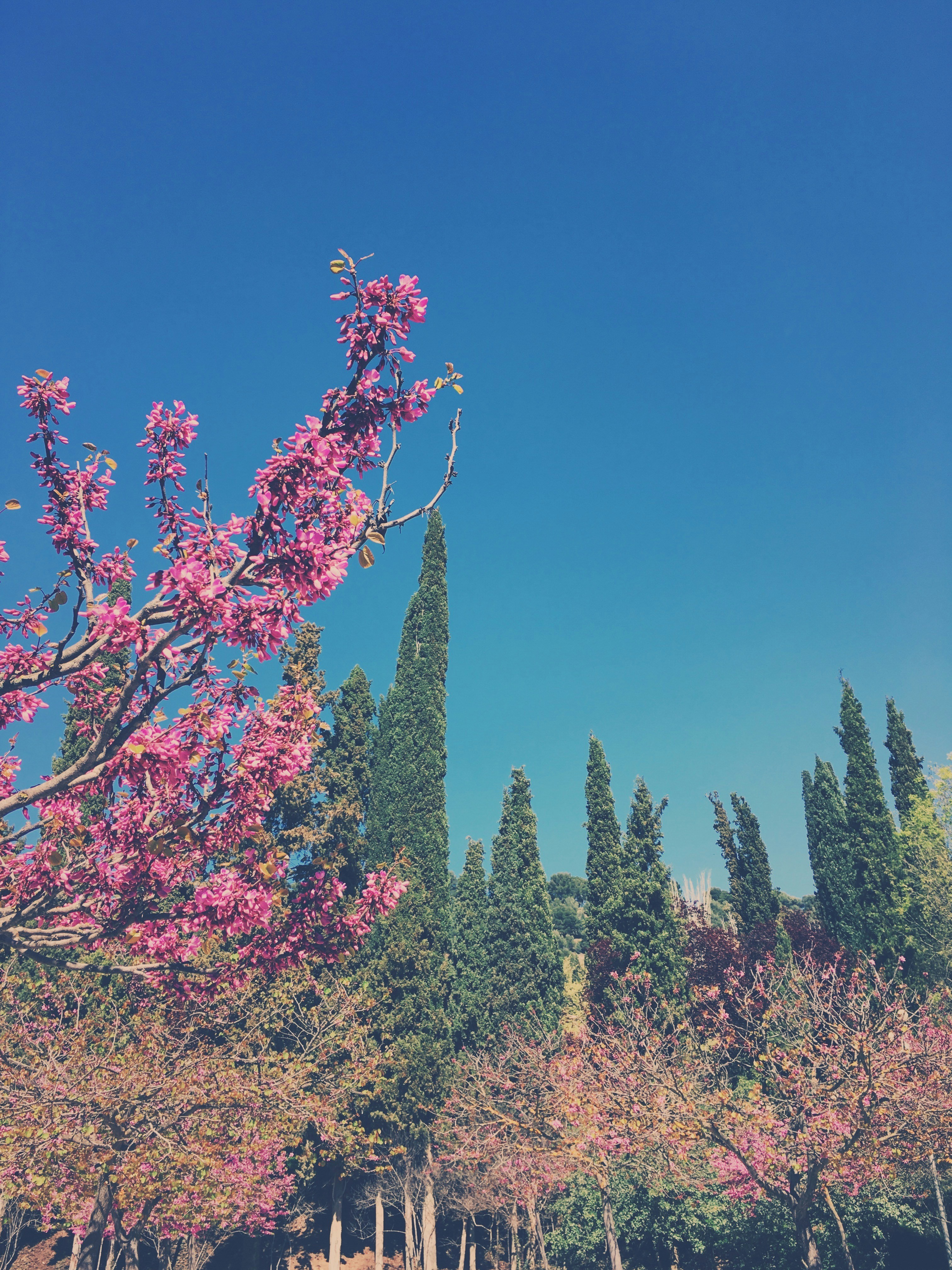 Blossoms against a Cerulean Sky
