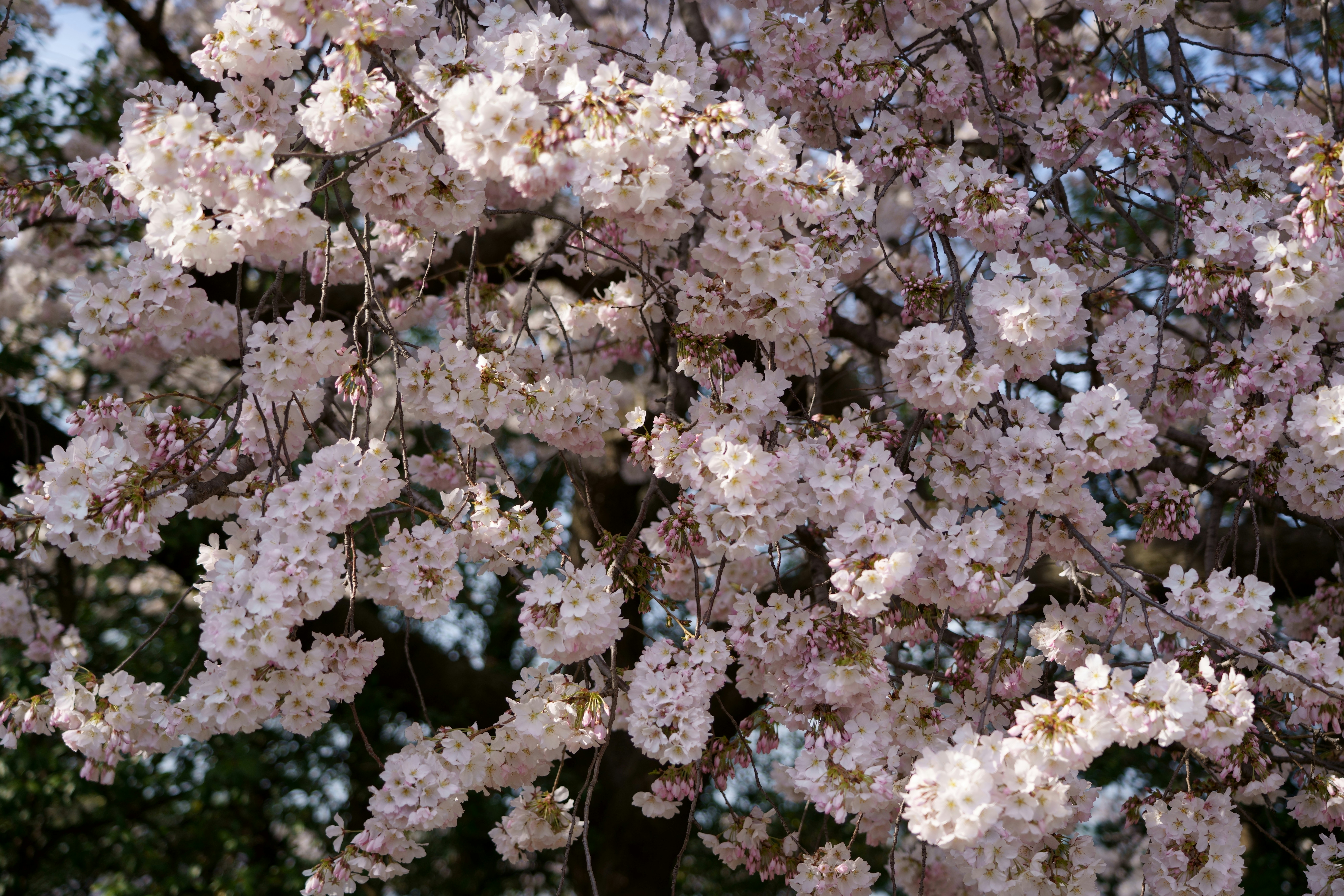 Delicate pink cherry blossoms cascading from branches, creating a soft, floral canopy against a gentle backdrop.
