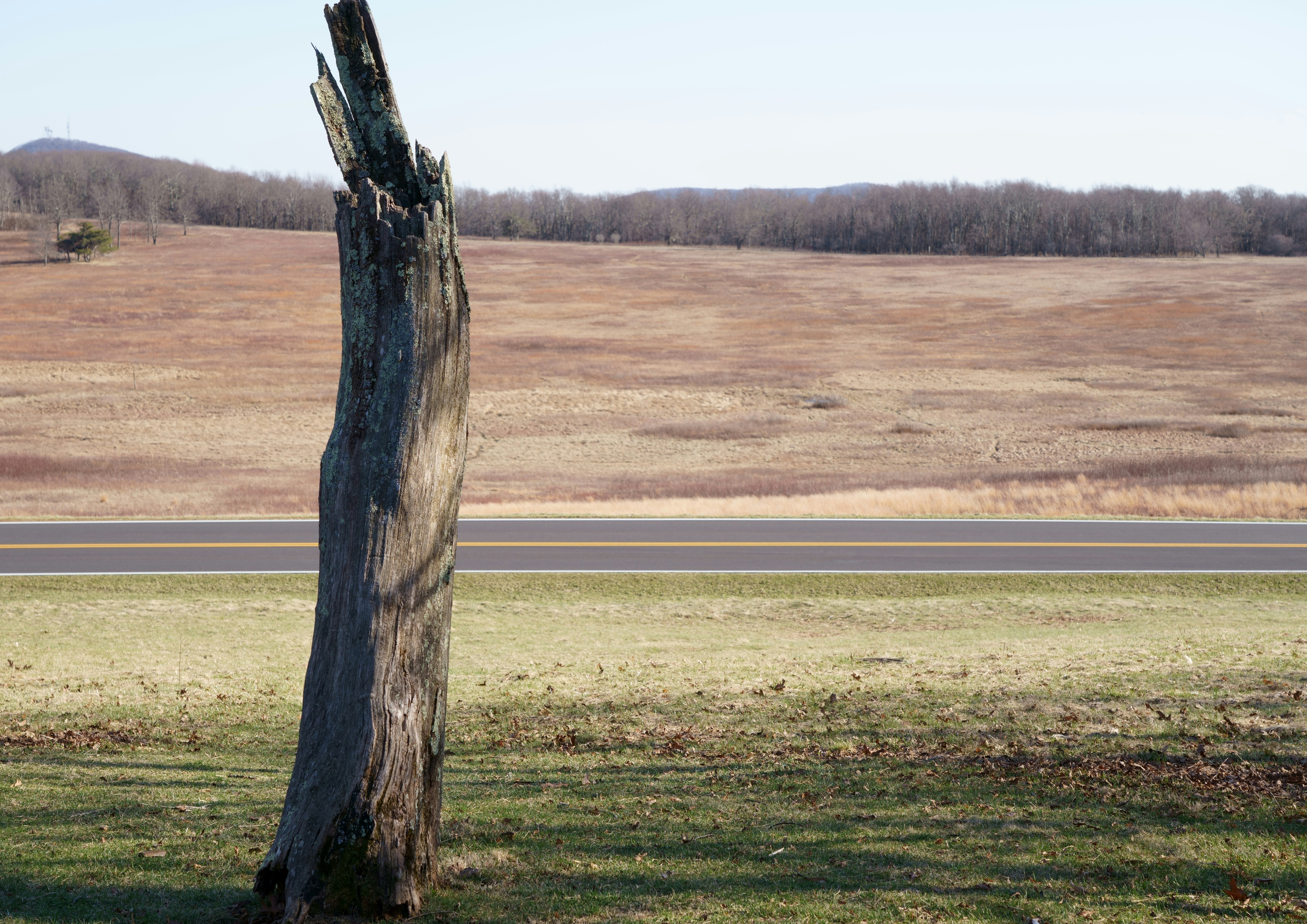 Lonely Tree Pierces the Wide Winter Plain
