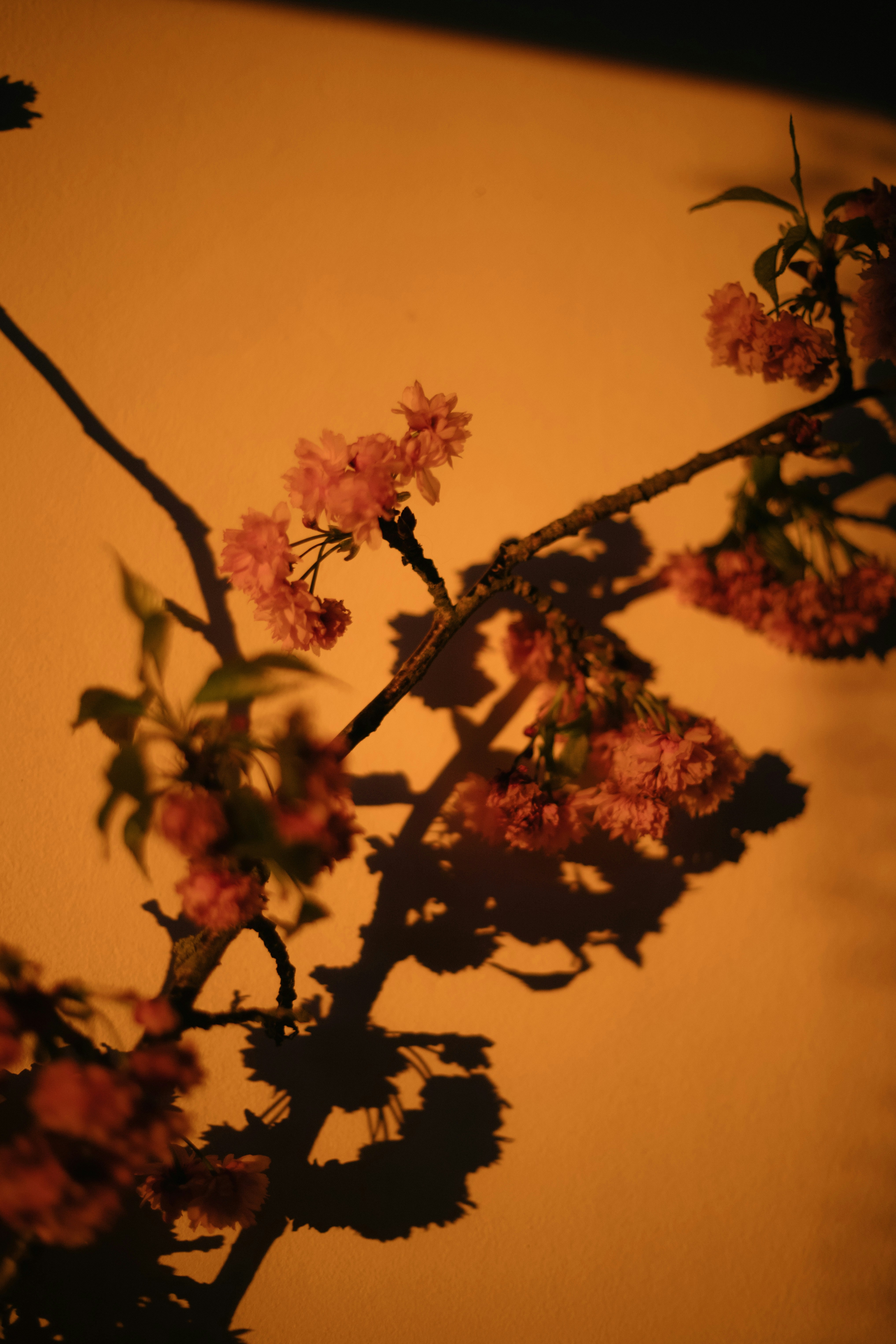 Delicate cherry blossoms cast intricate shadows against a warm-toned wall, highlighting the beauty of natural forms. The interplay of light and shadow creates a serene atmosphere.