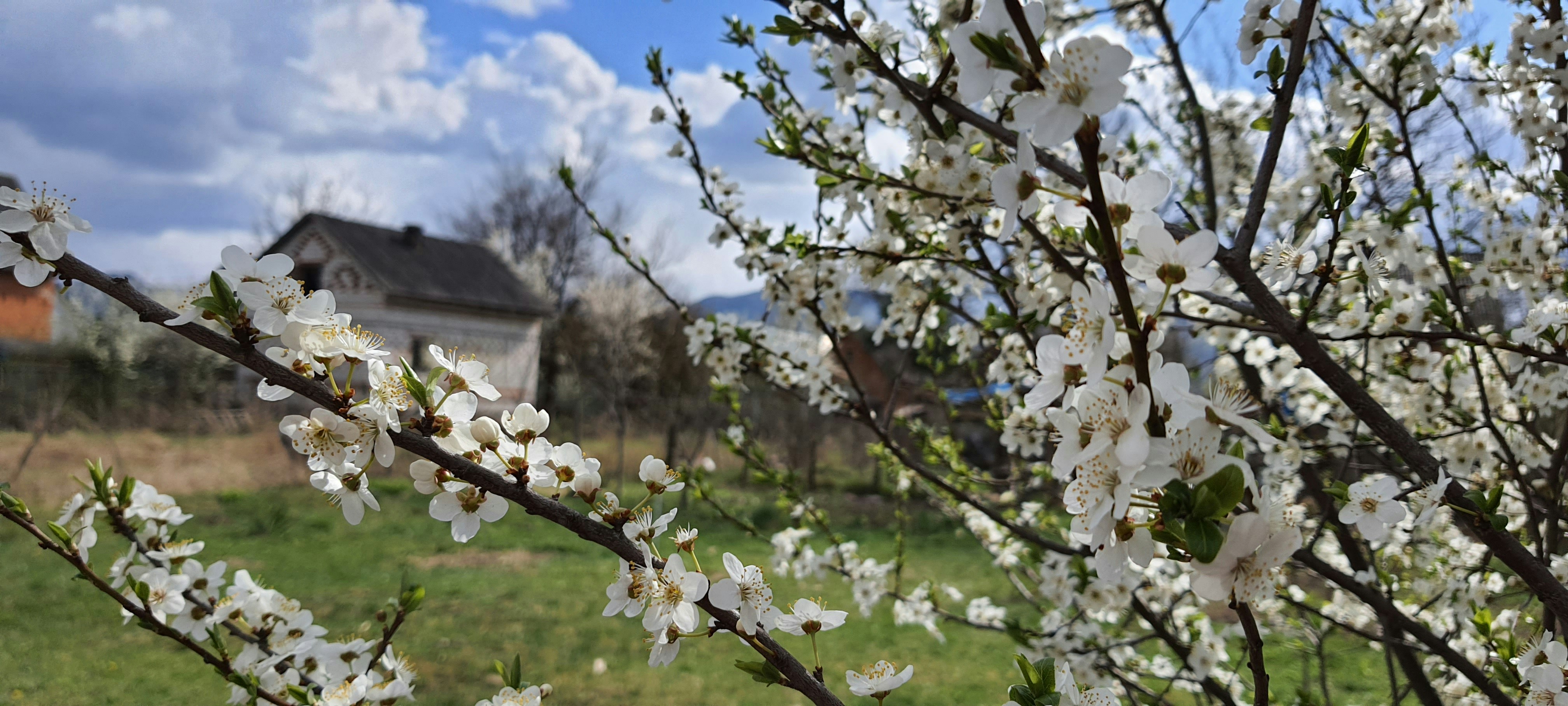 Delicate white blossoms adorn branches, set against a backdrop of a green field and cloudy sky. The scene captures the essence of spring's arrival.