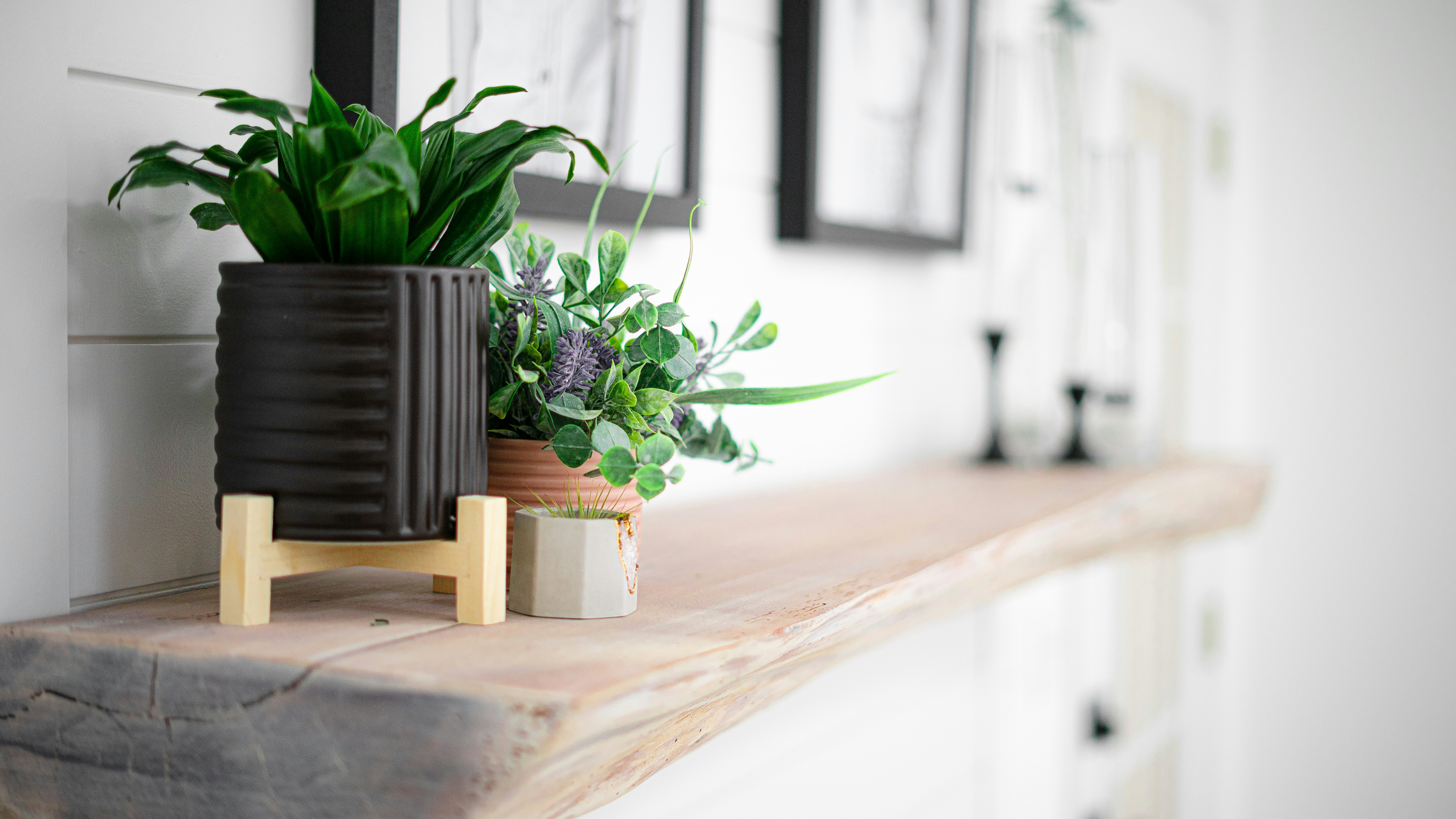 Two potted plants elegantly arranged on a wooden shelf, showcasing a blend of textures and greenery against a softly blurred background.