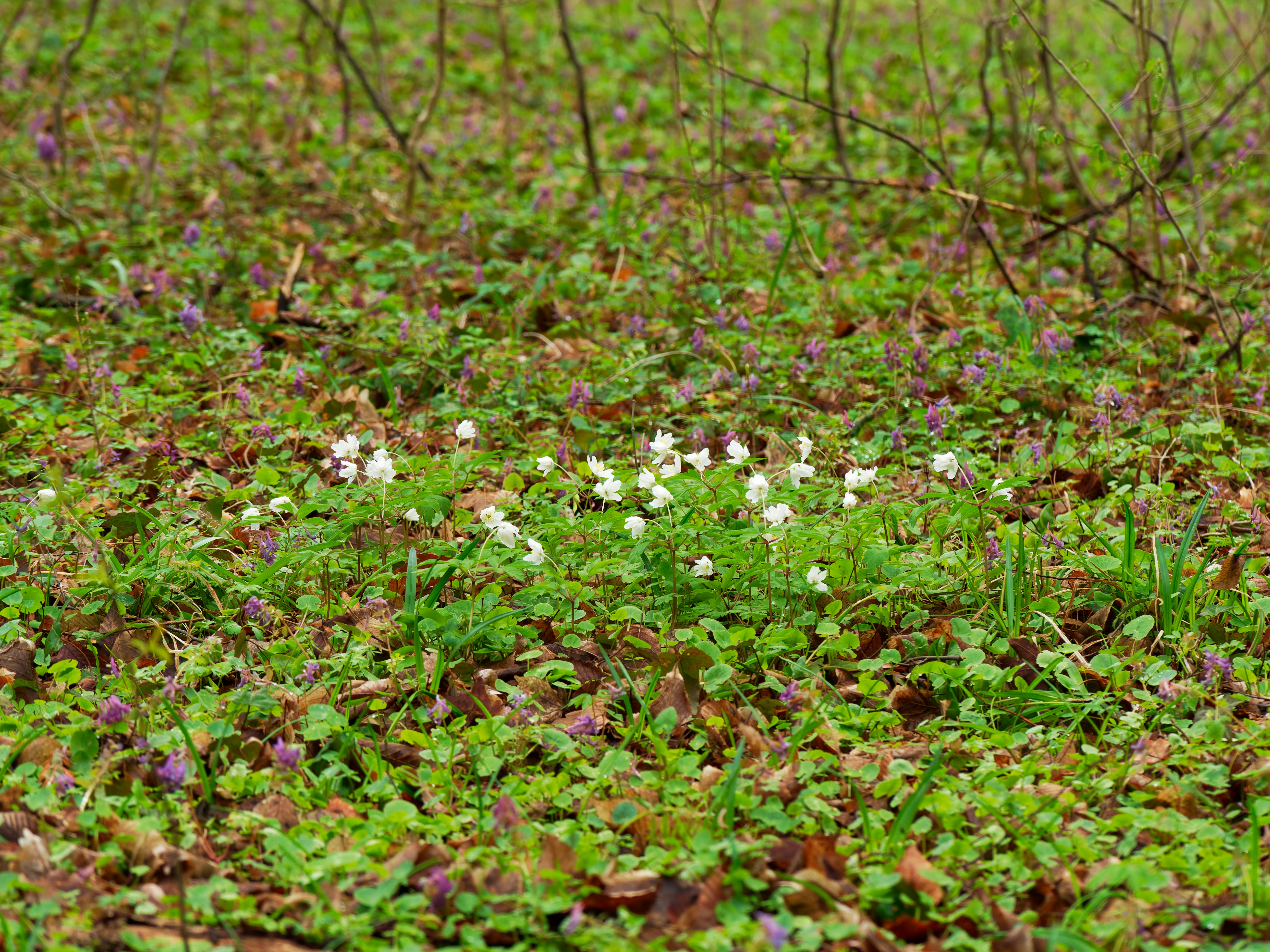 Forest Floor Bloom Carpet: Tiny White Flowers Woven Through Spring Green Understory
