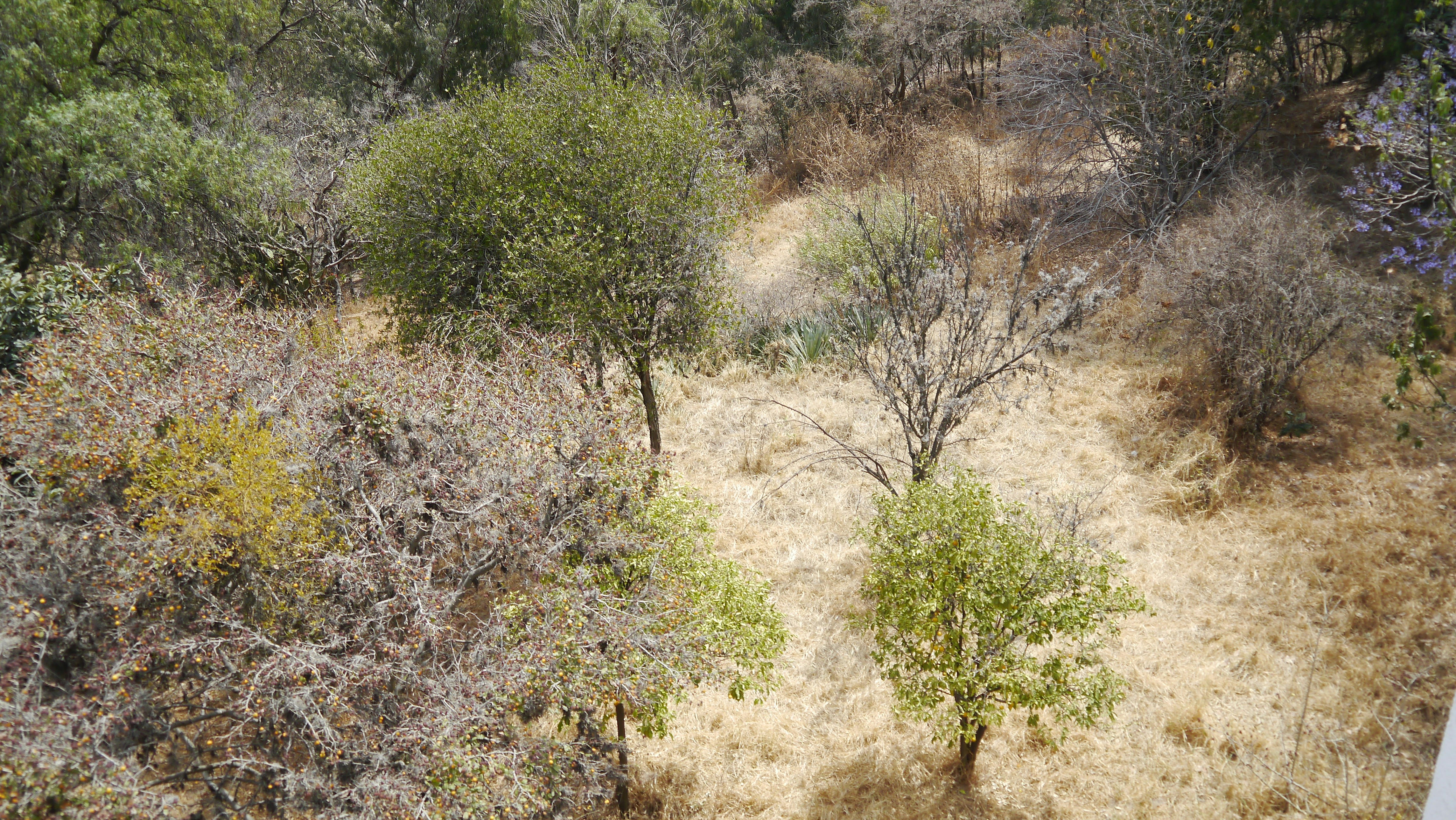 Lush greenery interspersed with dry foliage in a sunlit landscape, highlighting the contrast between life and dormancy.