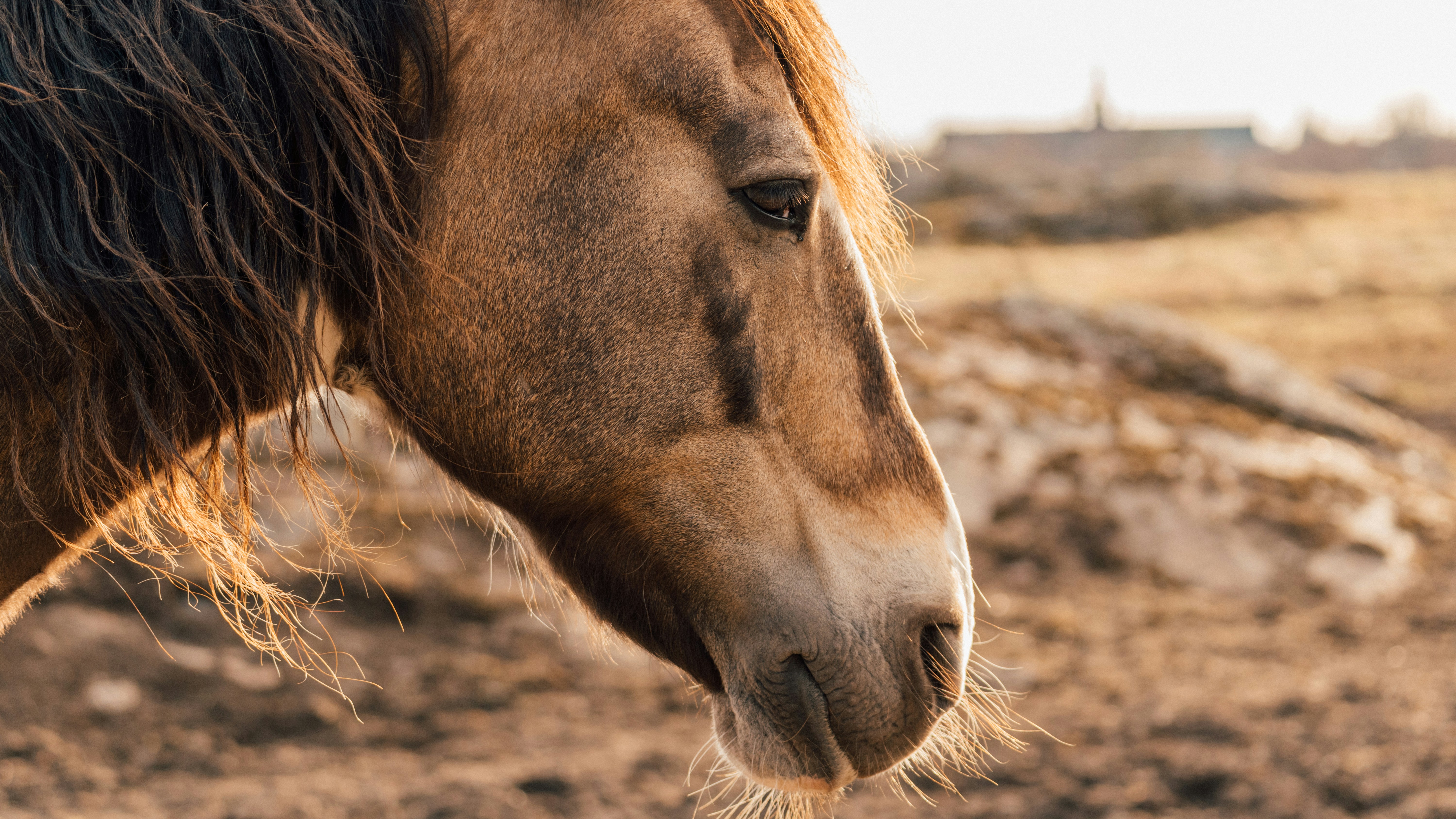 Close-up of a horse's head, showcasing its expressive features against a blurred background of a rural landscape.