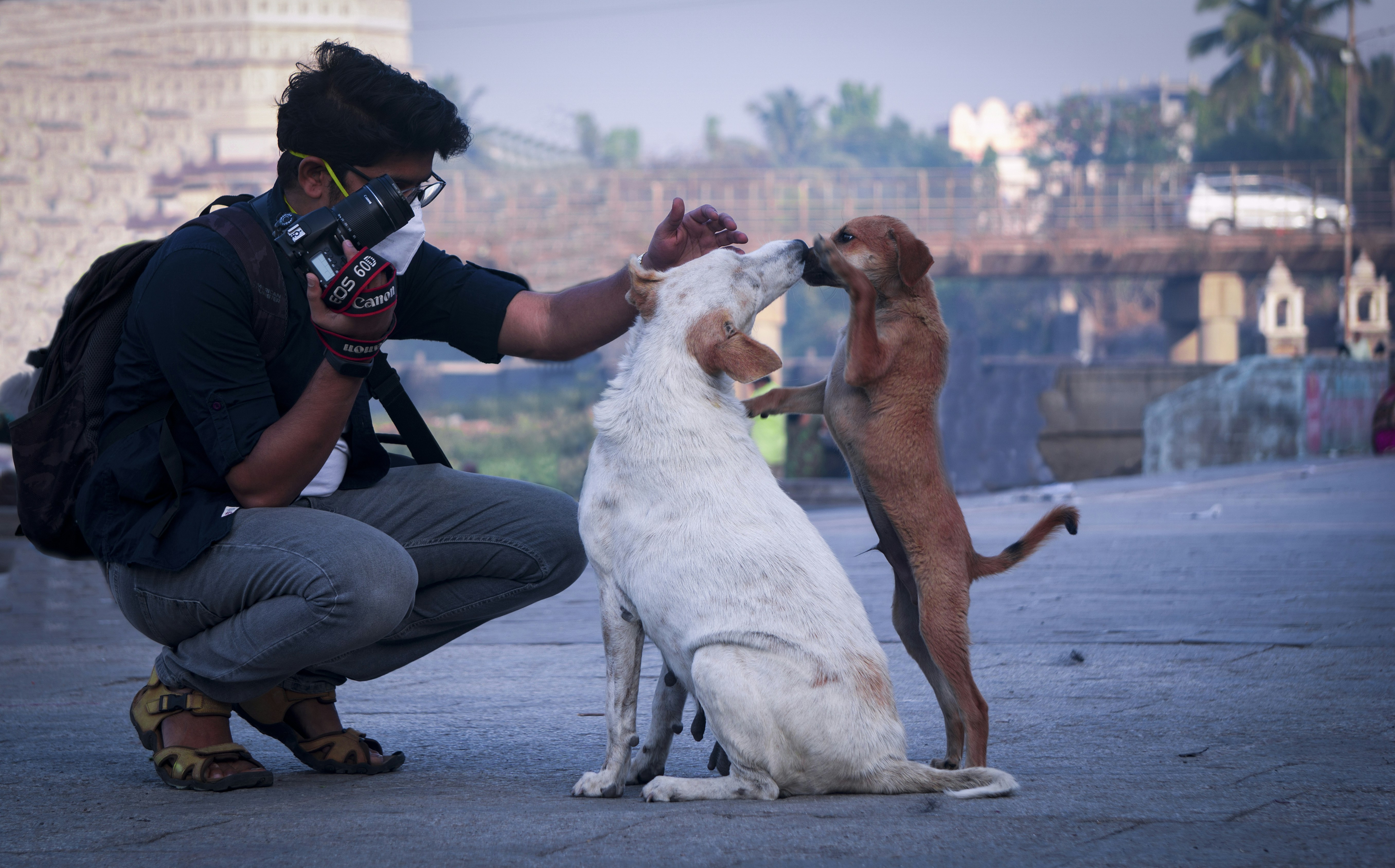 Standoff on the Waterfront: Man with Gas Mask Cushions a Pair of Dogs