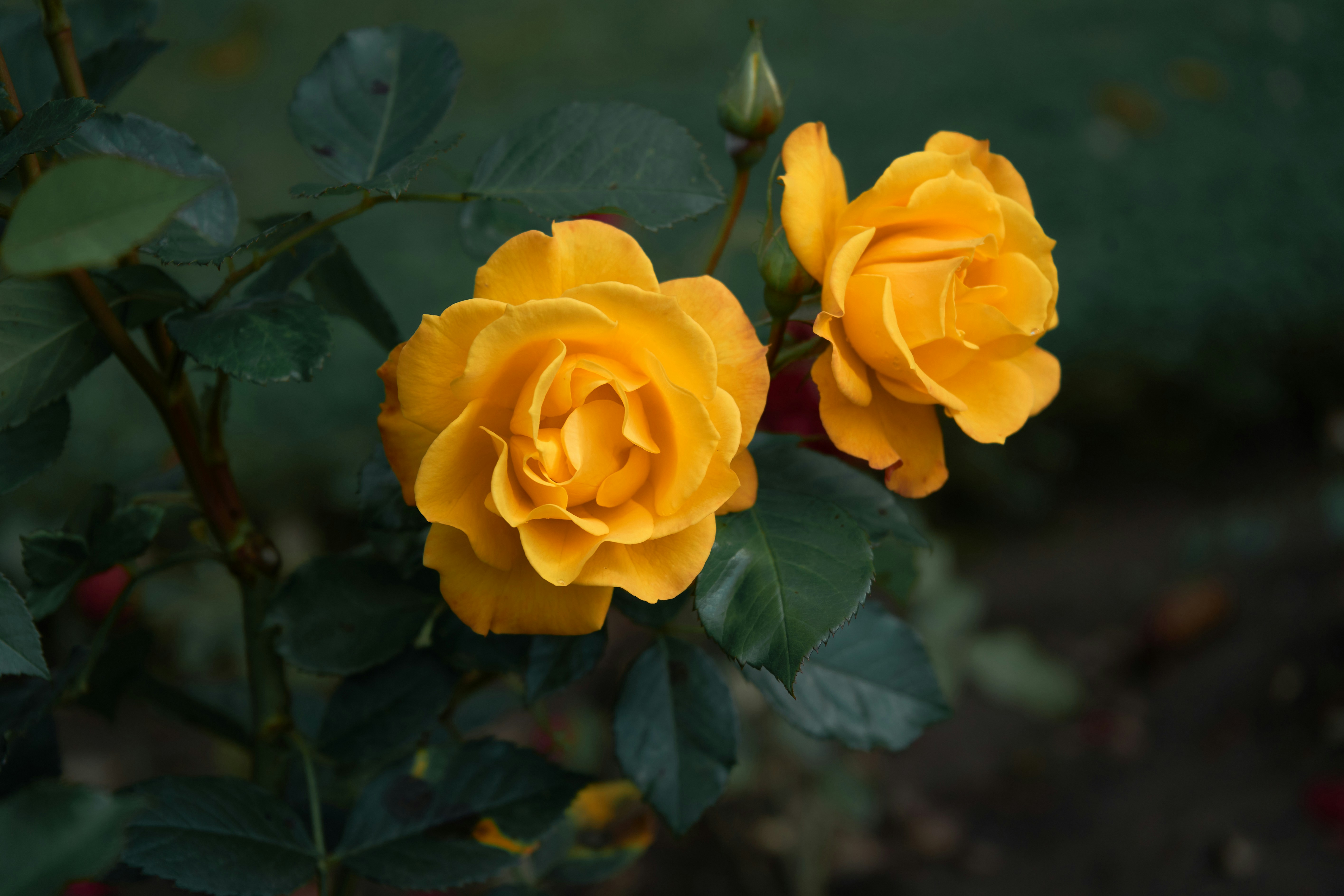 Two vibrant yellow roses bloom amidst lush green foliage, showcasing intricate petal details. The soft lighting enhances their natural beauty.