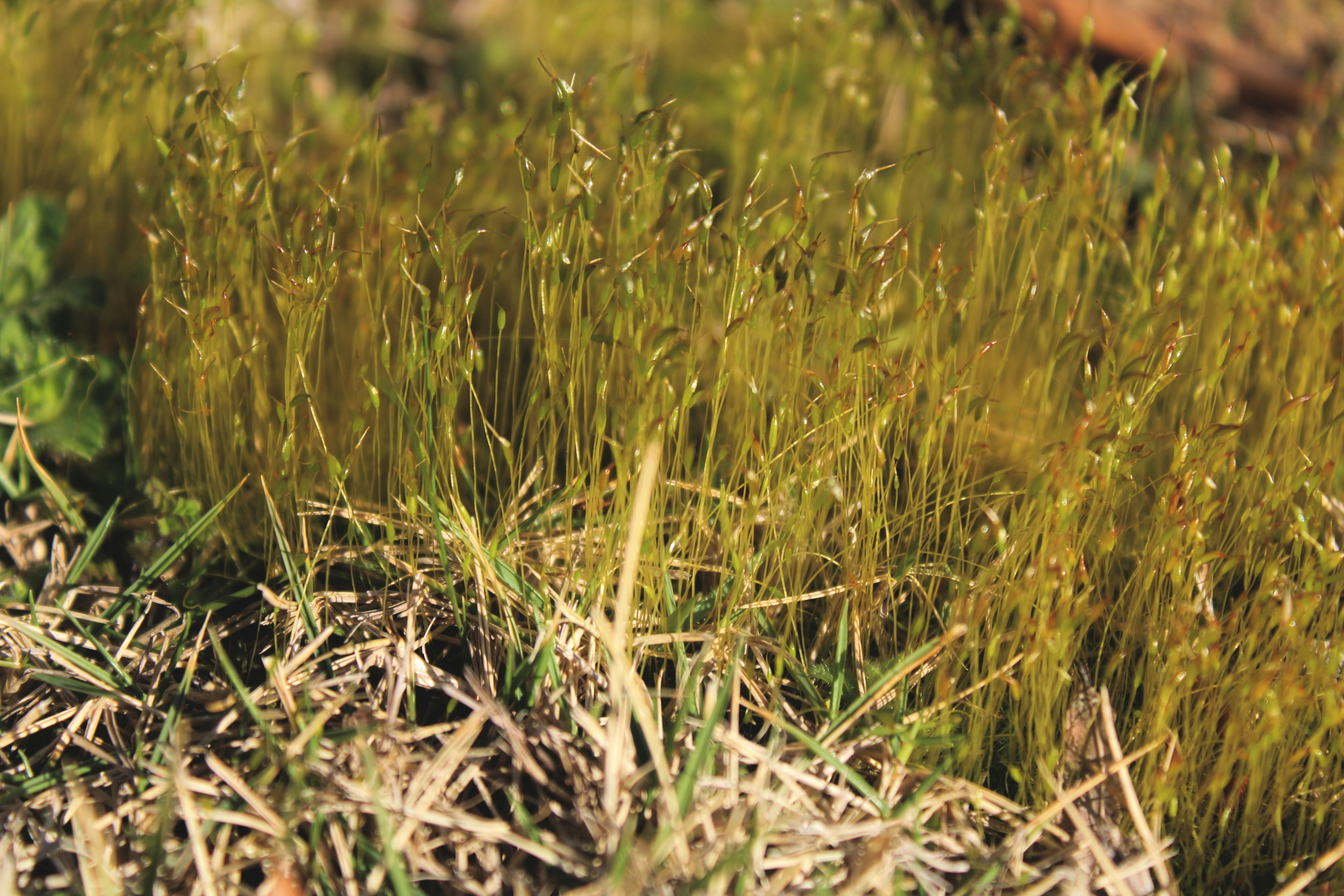 Delicate moss sprouts rise from the earth, bathed in soft sunlight, revealing intricate textures and hues. A natural tapestry of life in a serene woodland setting.
