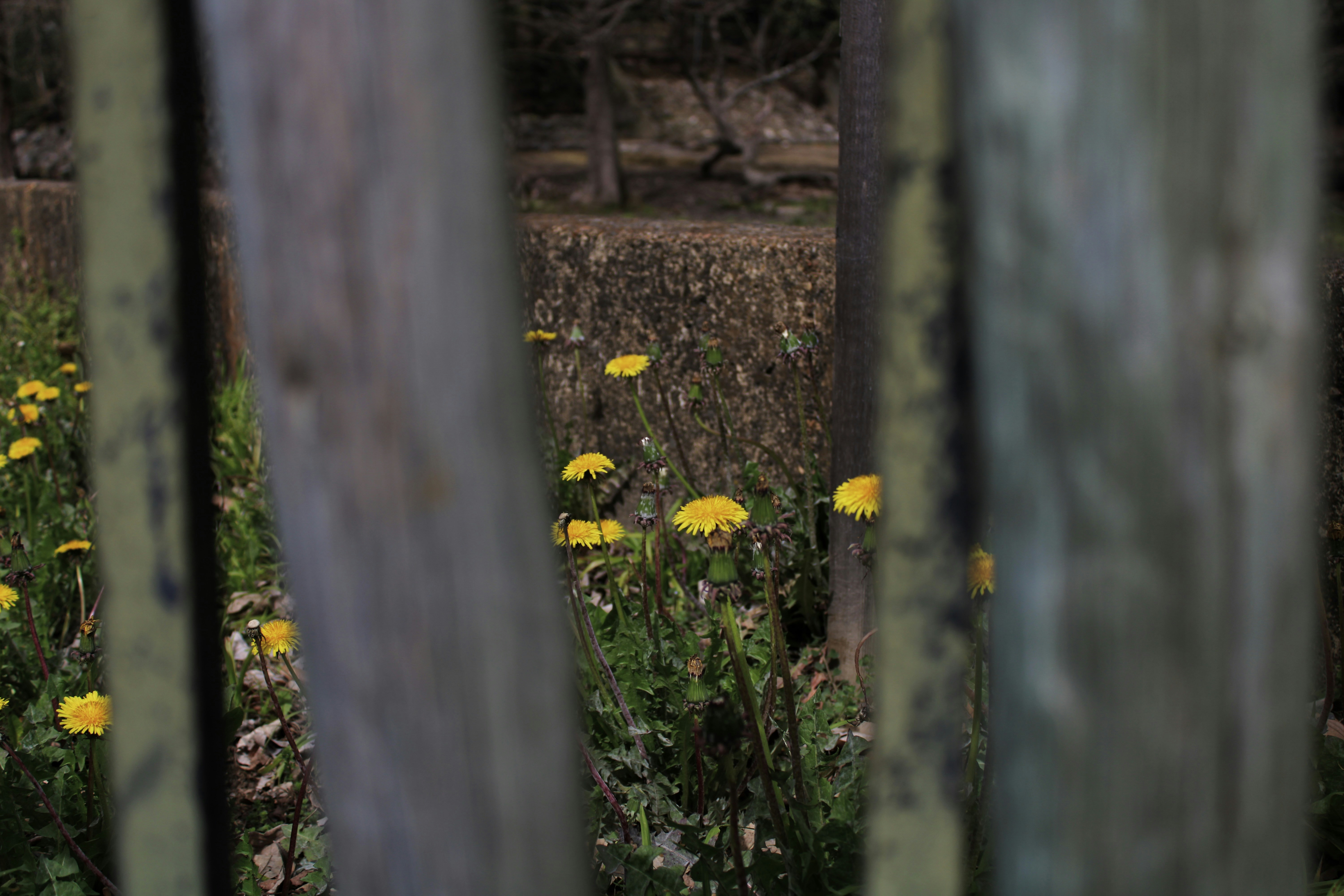 Whispers of Spring Behind the Fence
