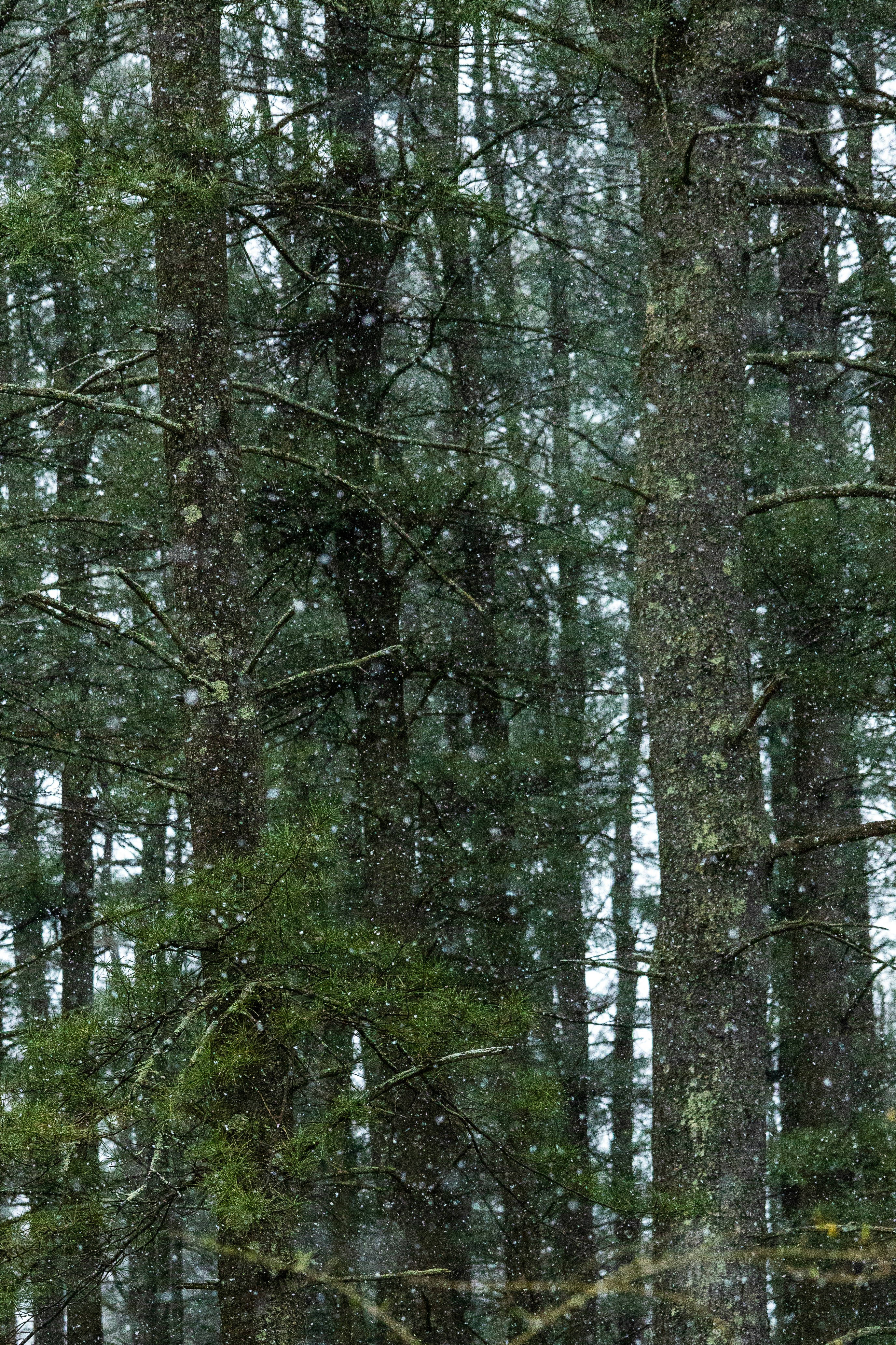 Whispers of Snow Between Mossy Pine Trunks