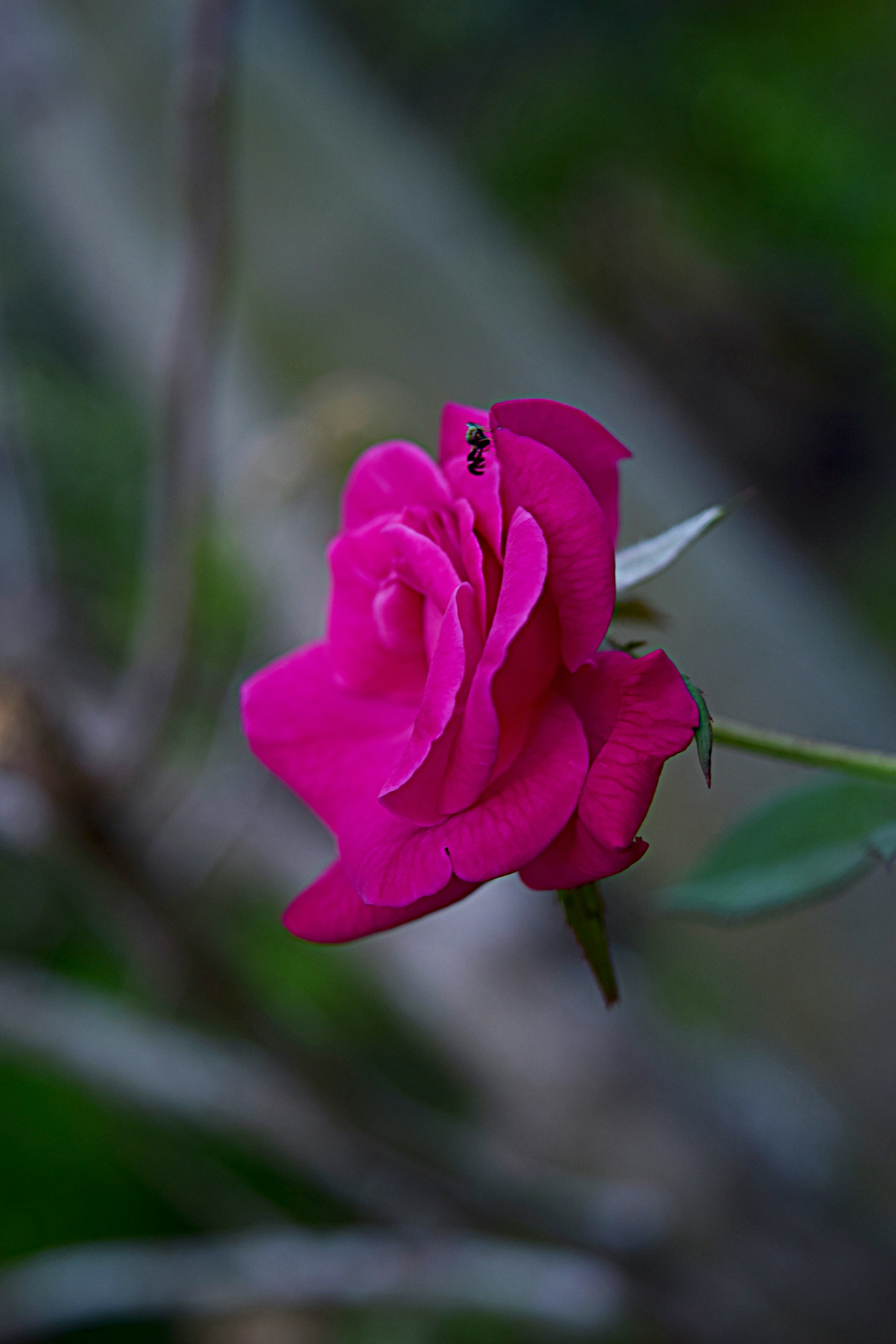 Vibrant pink rose in full bloom, showcasing delicate petals against a soft, blurred background. A small insect rests on the flower, adding a touch of life.