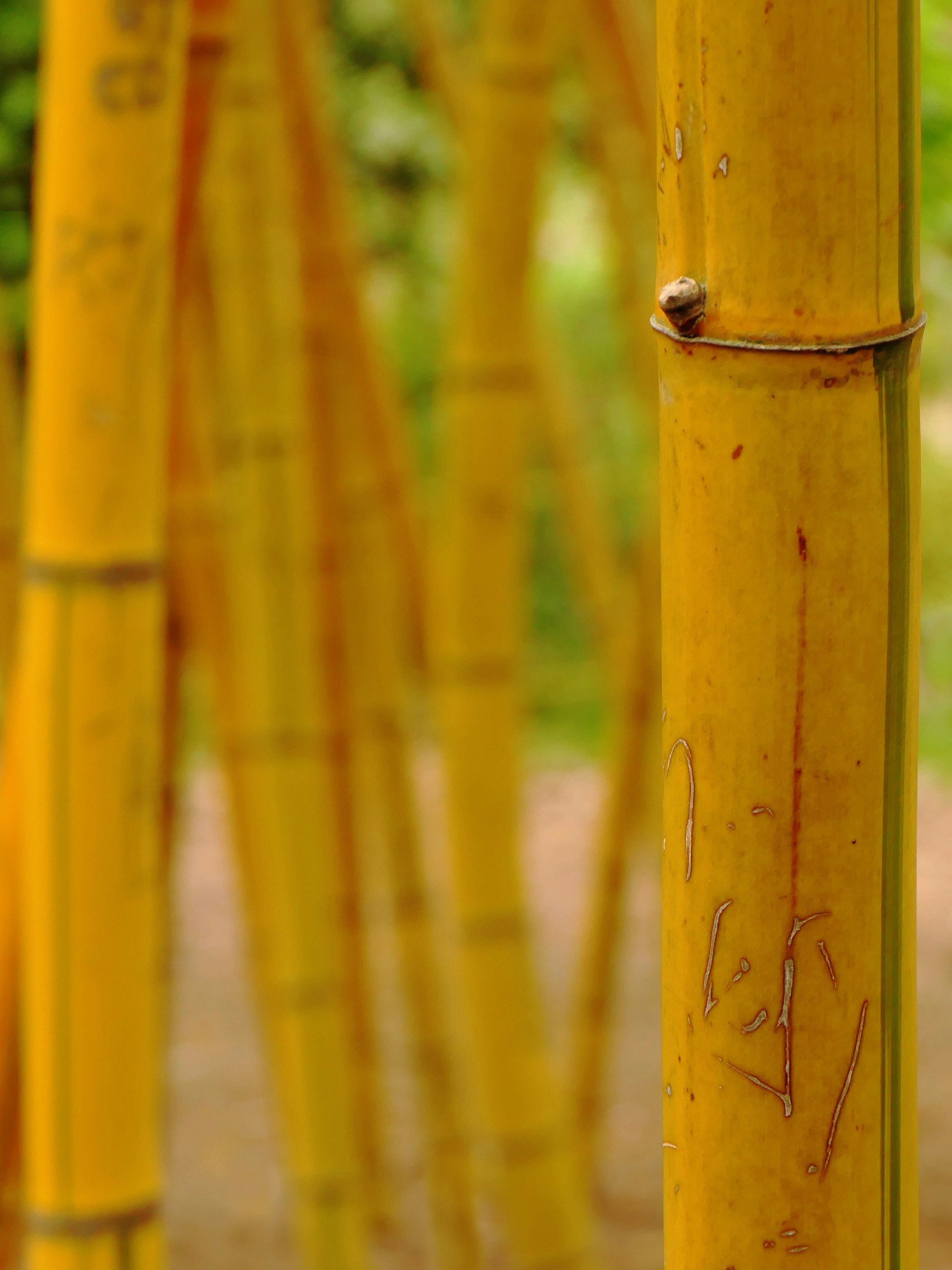 Close-up of a vibrant yellow bamboo stalk surrounded by blurred greenery, emphasizing the natural texture and color variations. 