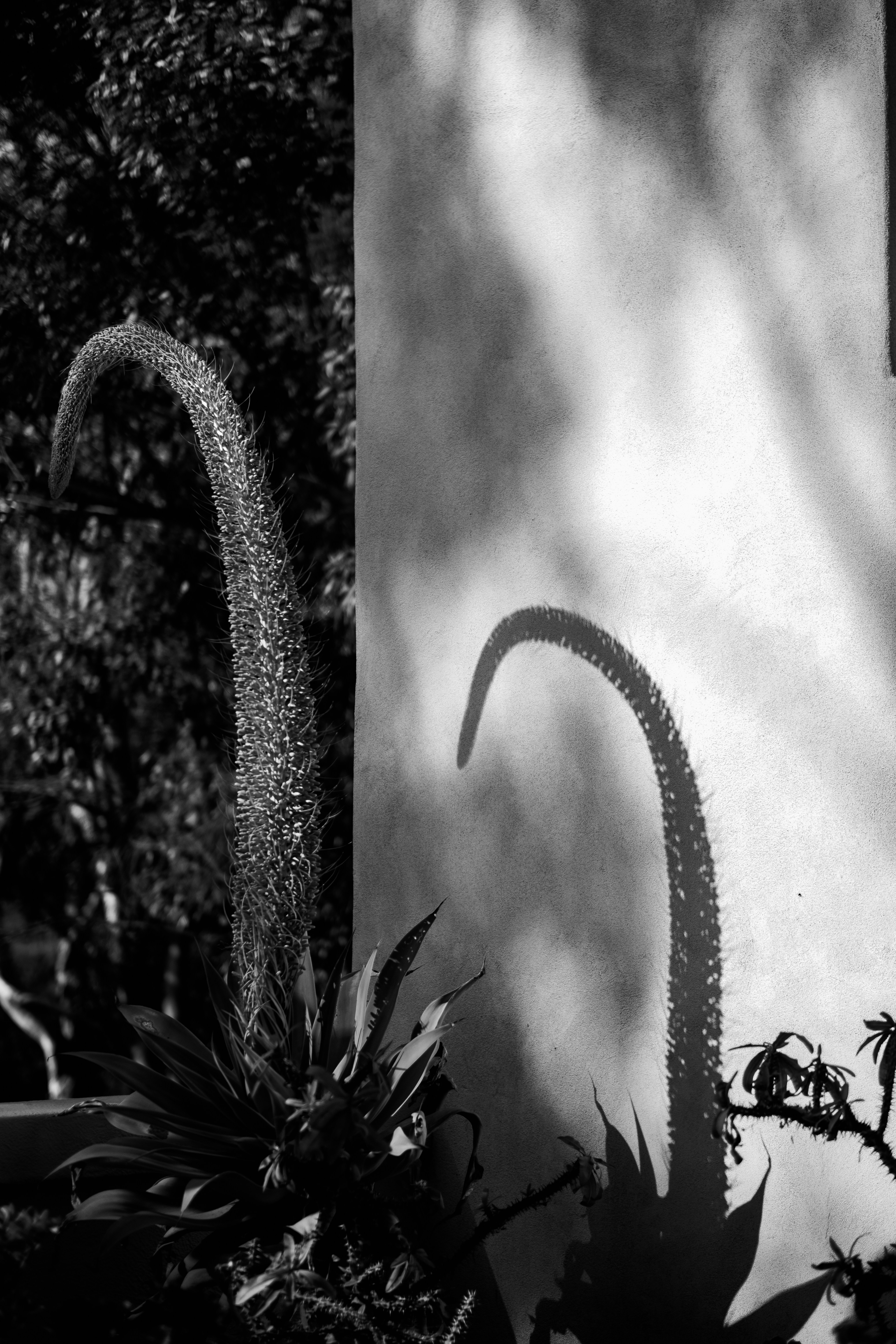 Shadowed Curves: Two Arcing Plants Against a Split Mono Backdrop
