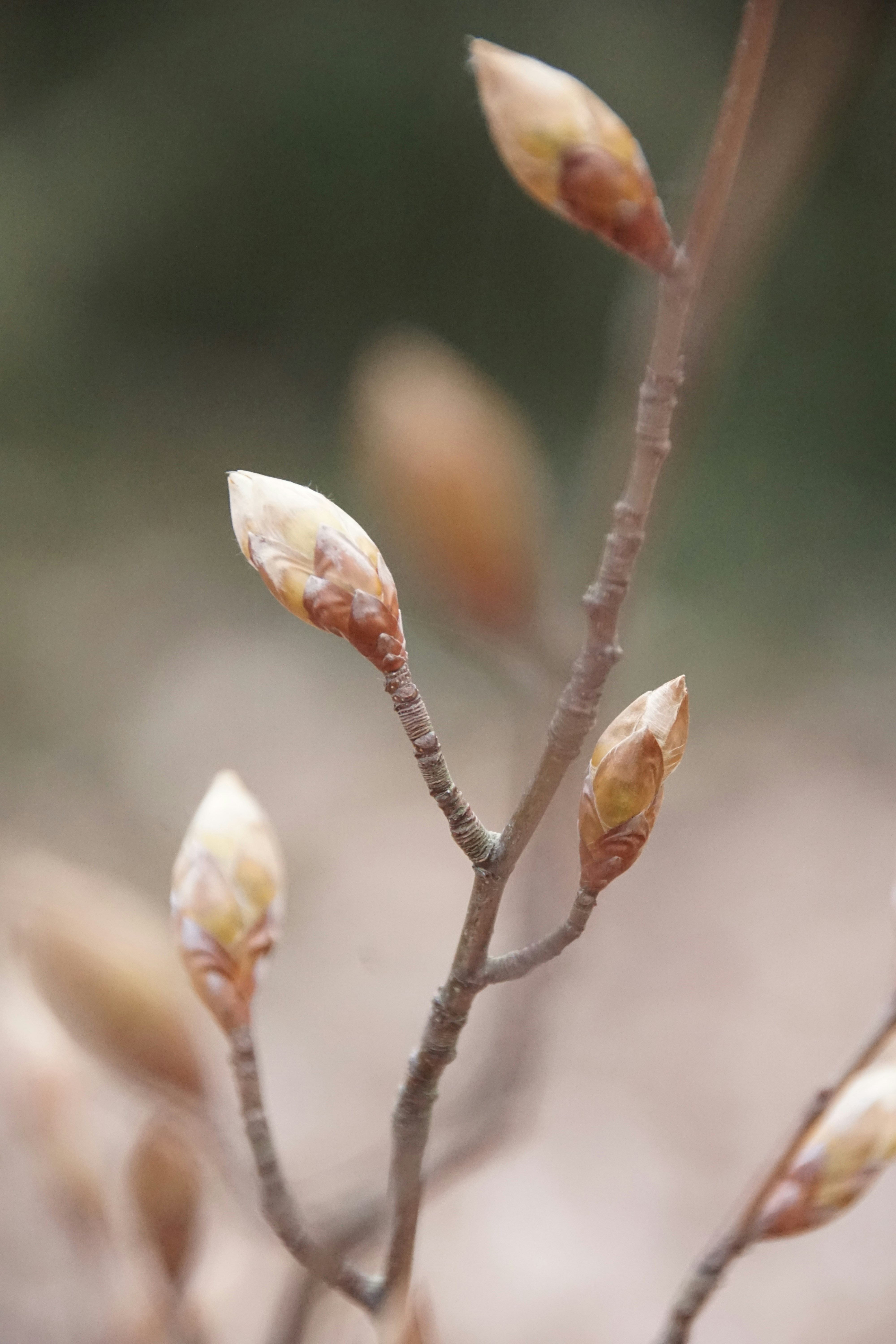 A close up of a small tree branch with leaves photo – Free Wald Image ...