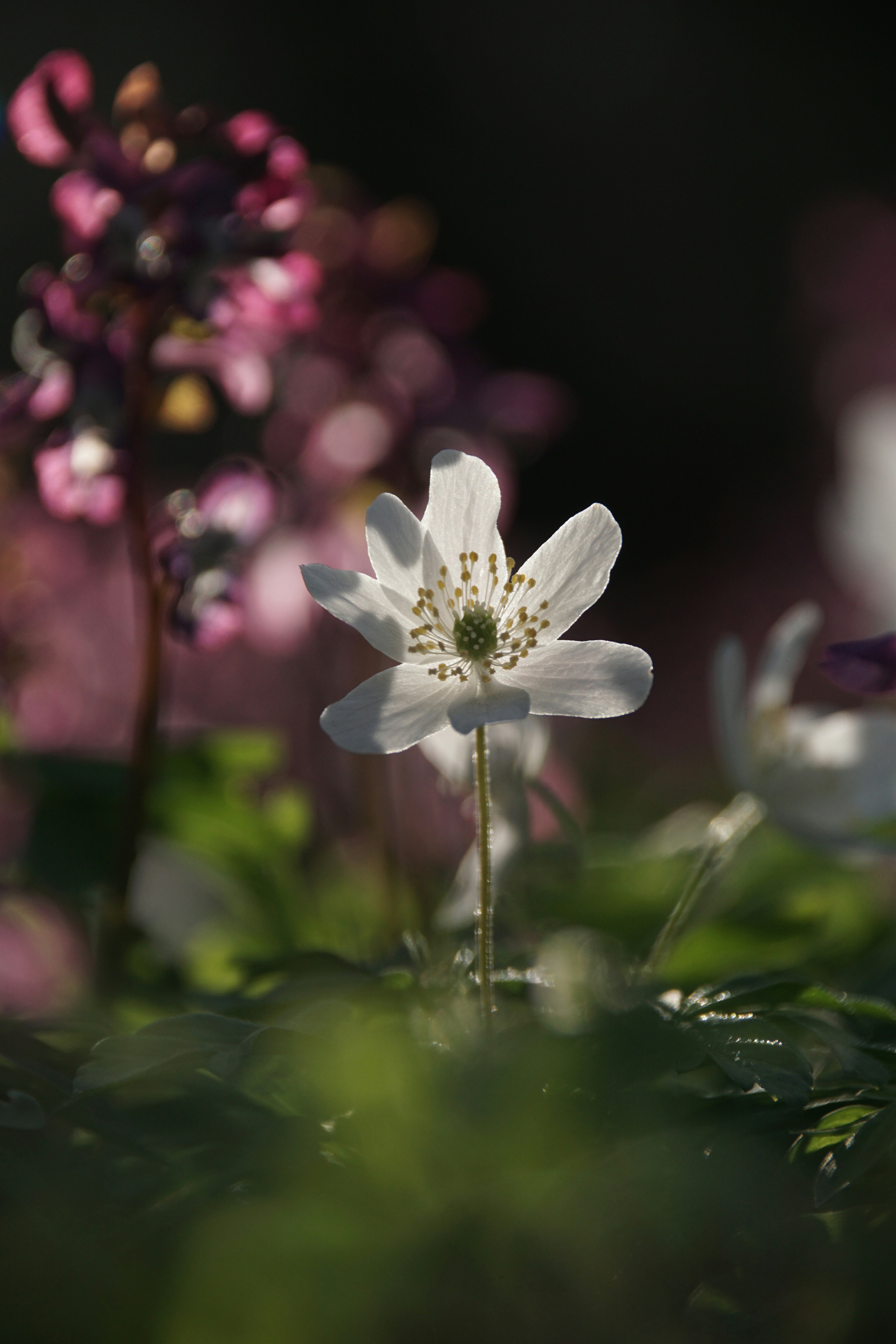 White Anemone in Soft Backlight