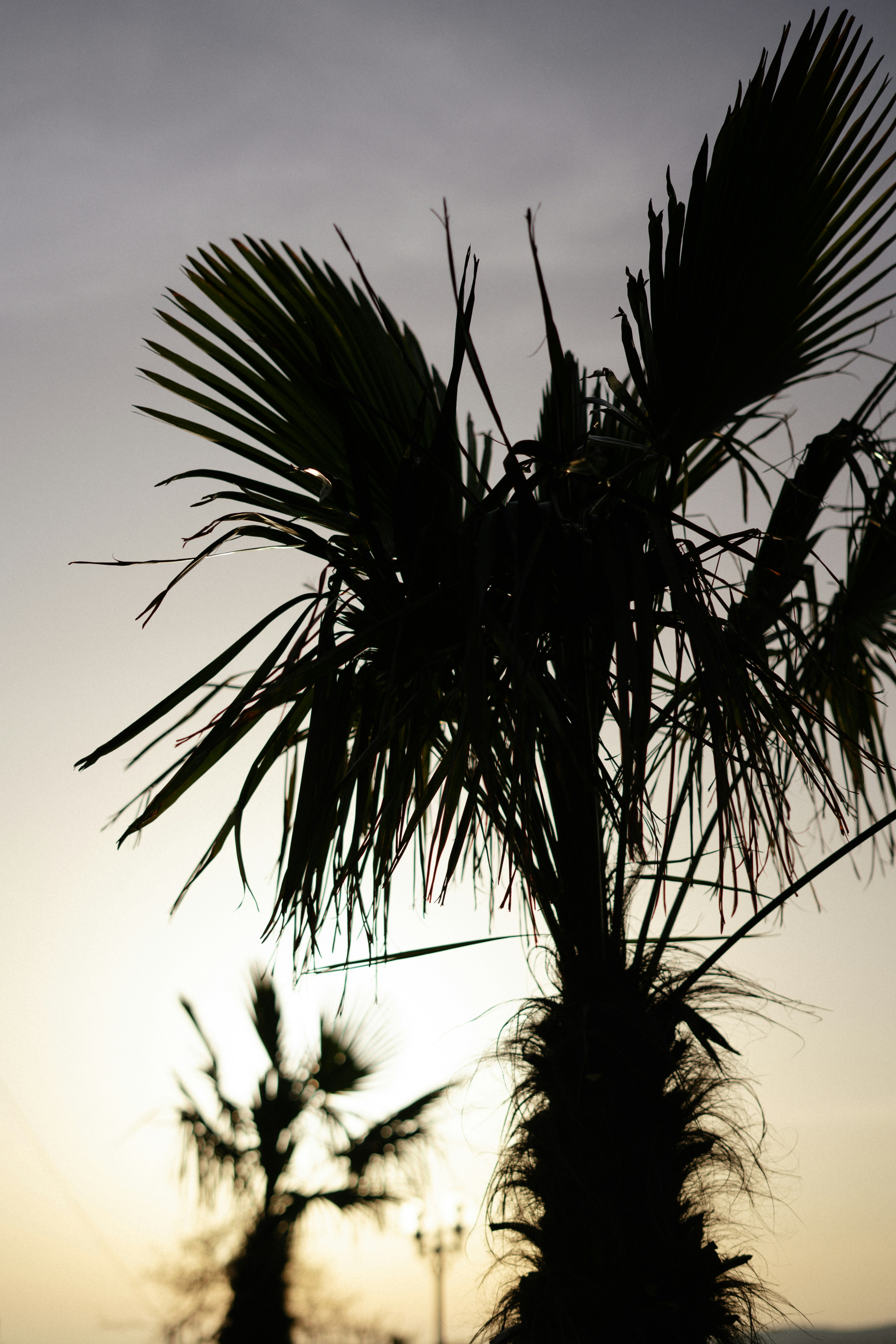 Silhouetted palm trees against a gradient sky at dusk, capturing the tranquility of nature's evening palette.