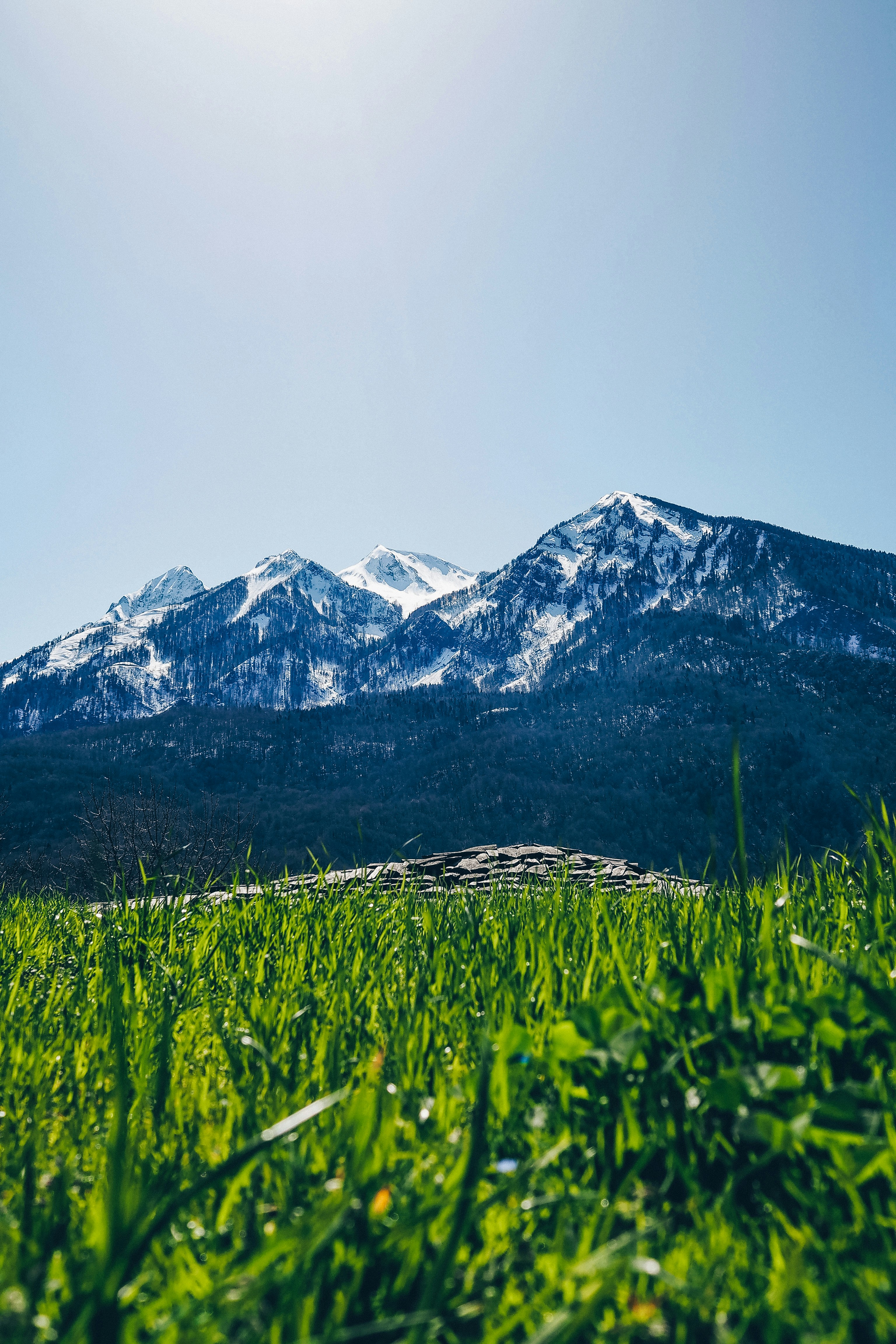 Snowy mountain ridge rises above a field of vibrant green grass under a clear blue sky, captured from a low angle to emphasize foreground contrast.