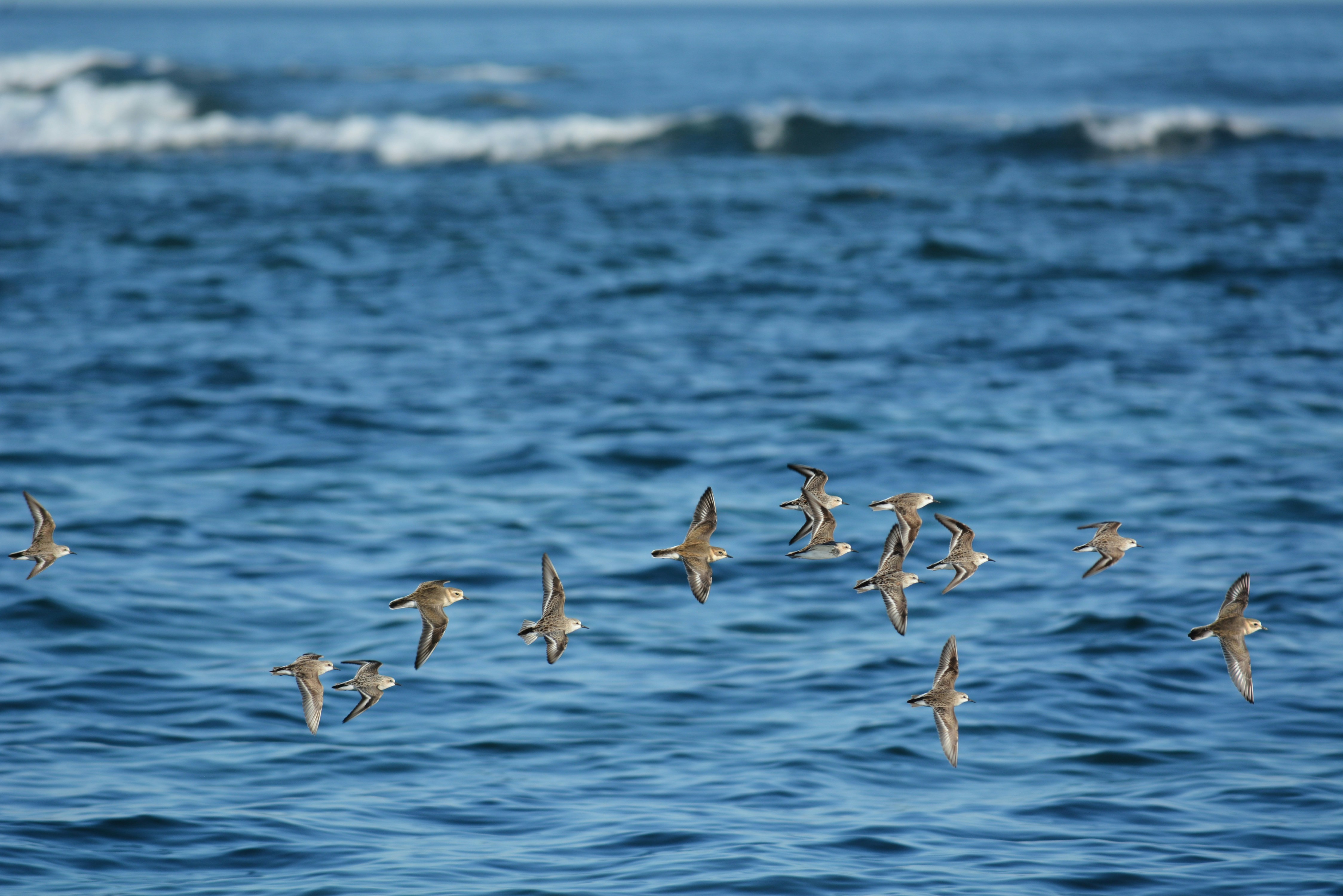 Une volée d’oiseaux survolant un plan d’eau photo – Photo Flinders Vic ...