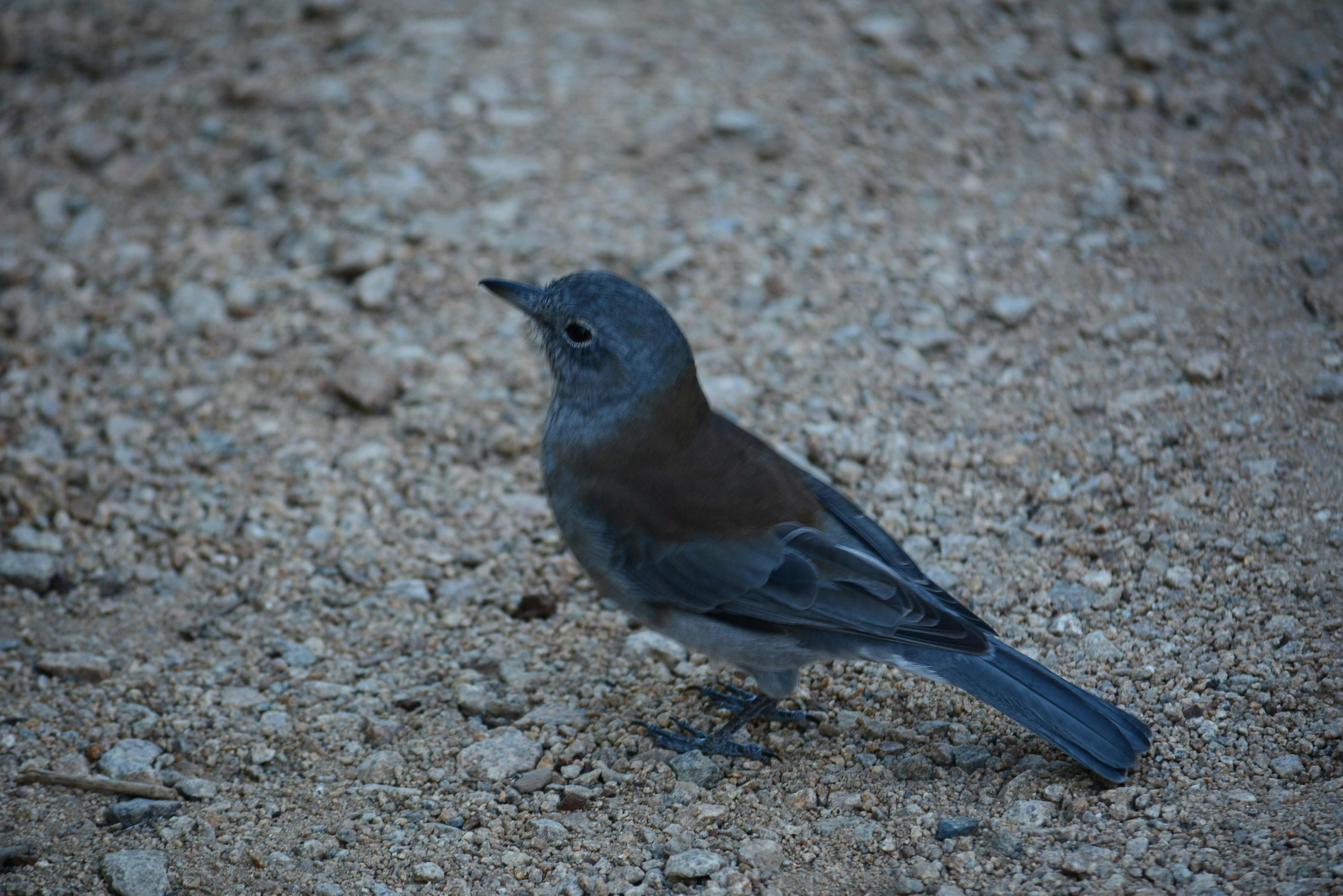 Pebble-Strewn Pause: A Blue-Gray Songbird in Quiet Light