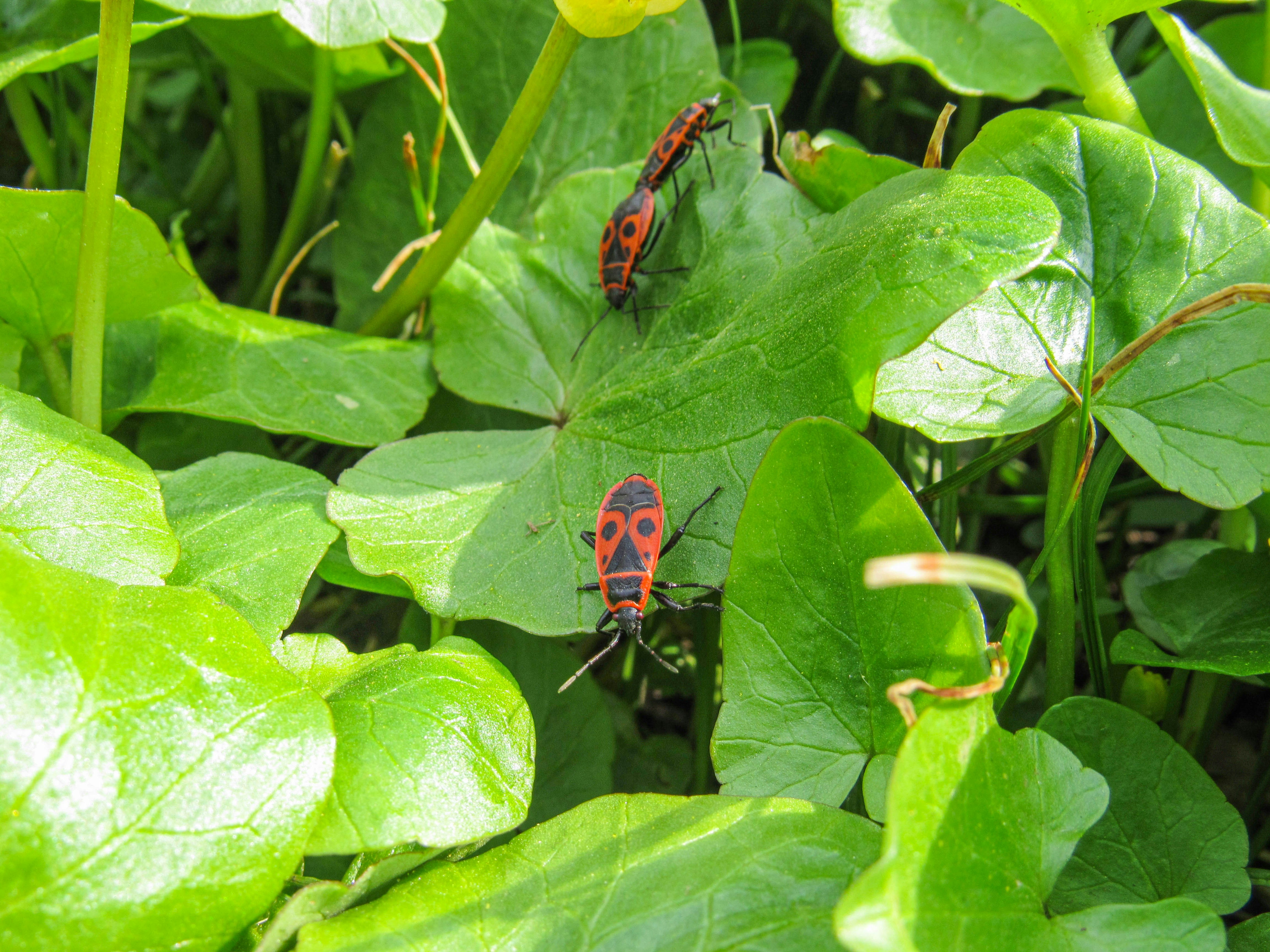 Two Firebugs Among Bright Green Leaf Veils