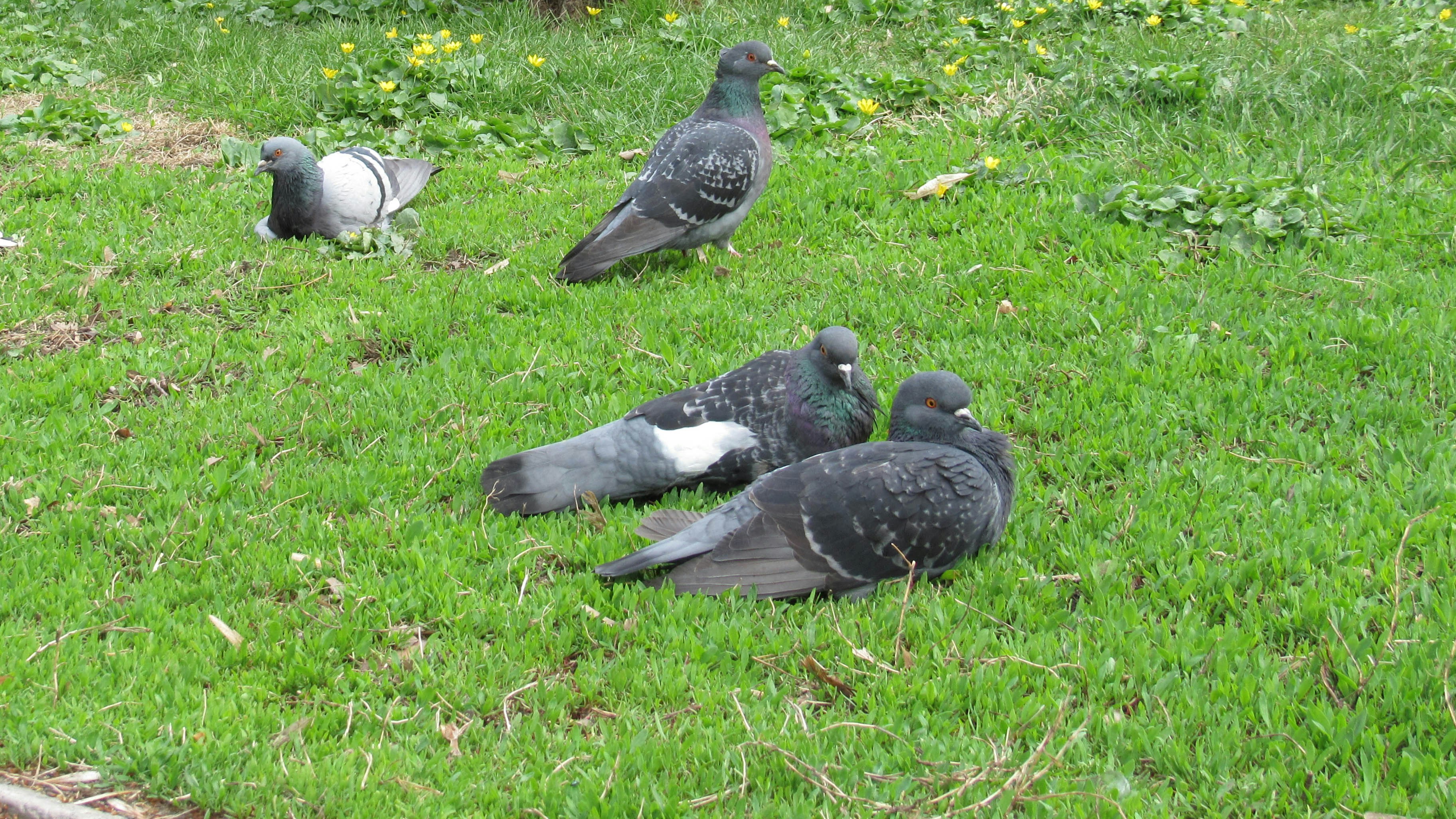 Un groupe de pigeons assis sur l’herbe photo – Photo Pigeon Gratuite ...